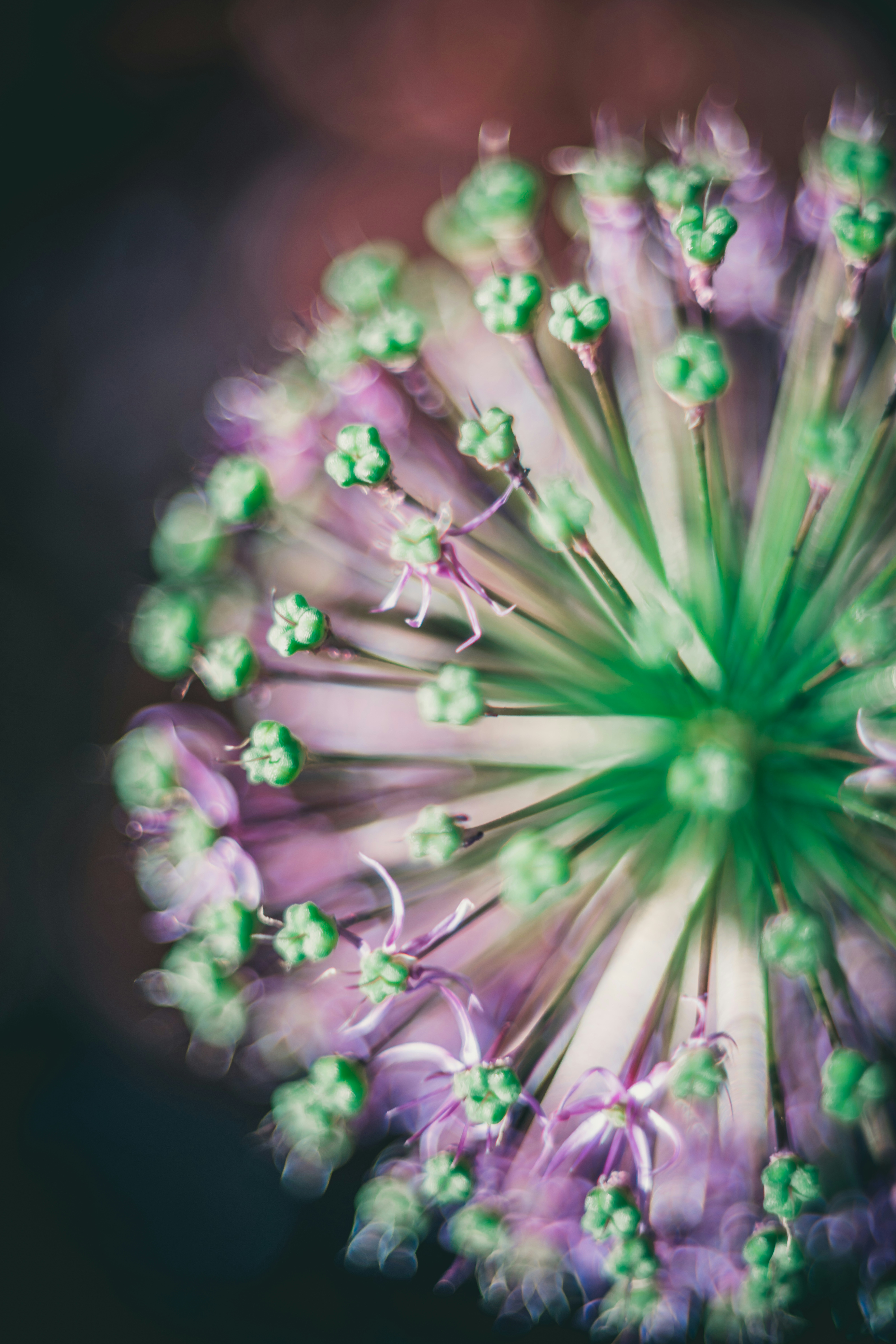 Gros plan d’une plante photo – Photo Plante Gratuite sur Unsplash