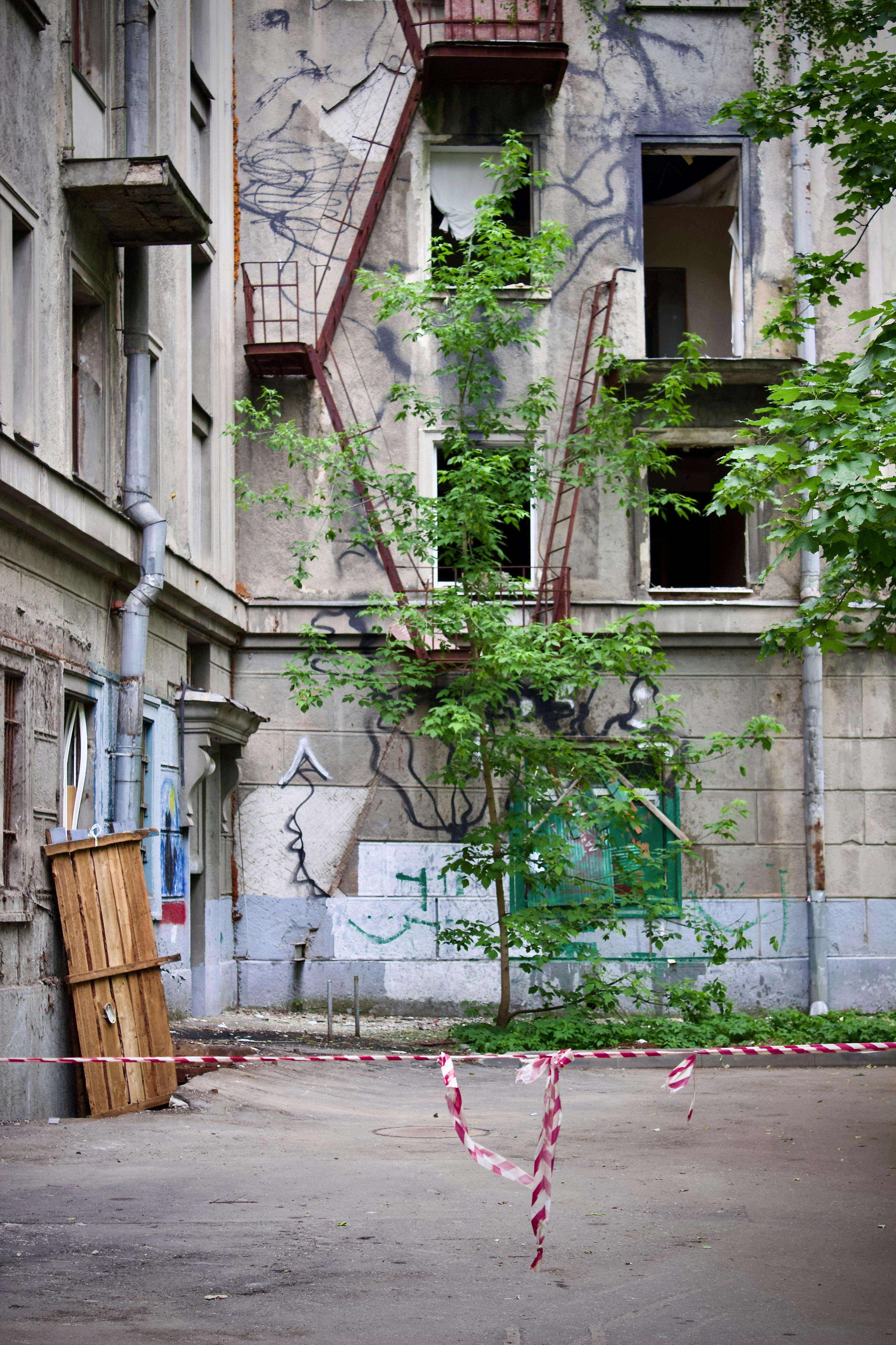 Urban Decay and Quiet Growth: Tree Rising Among Graffiti Backdrop