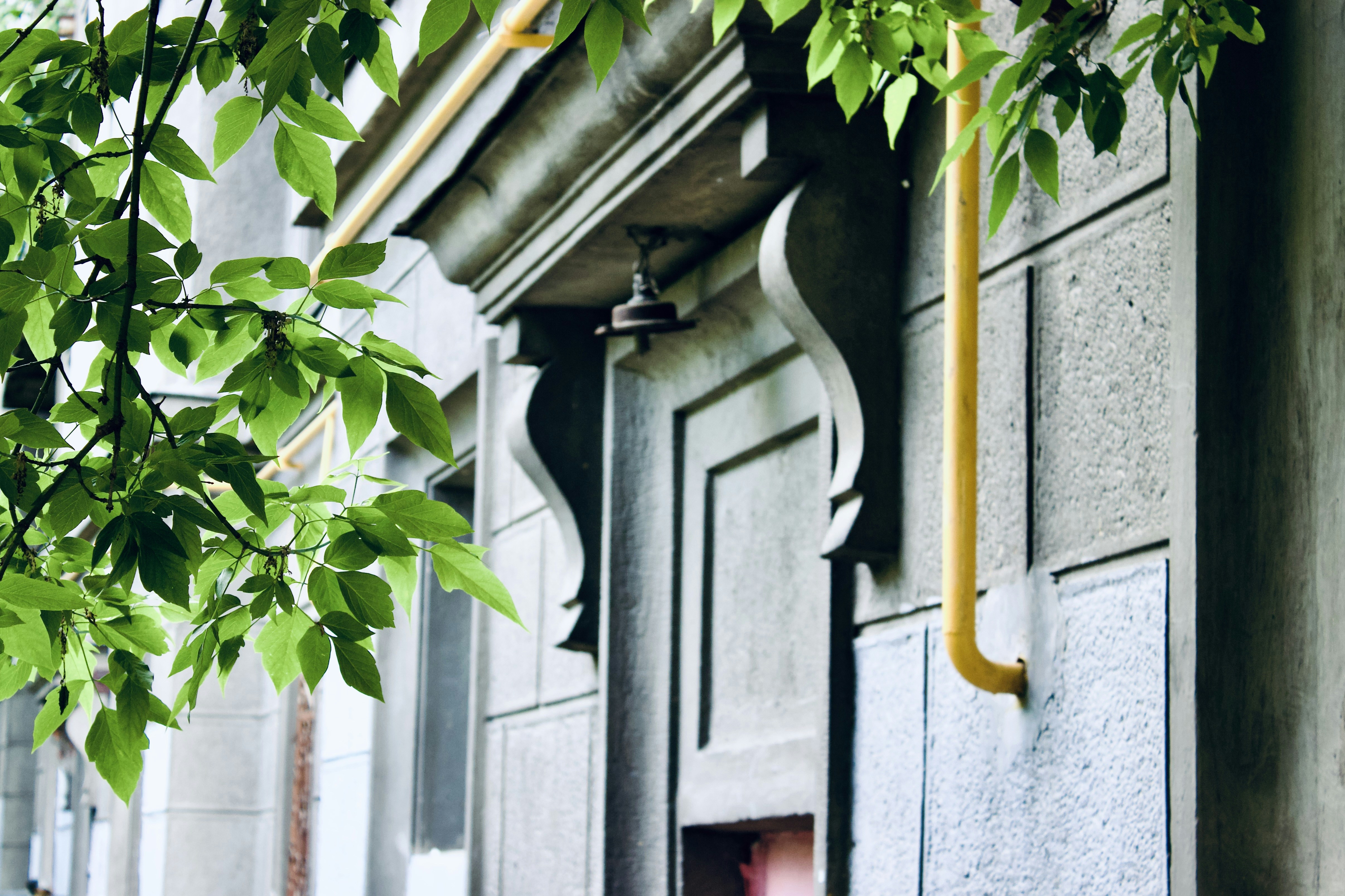 Framed Portal: Ornate Stone Doorway Embraced by Ivy