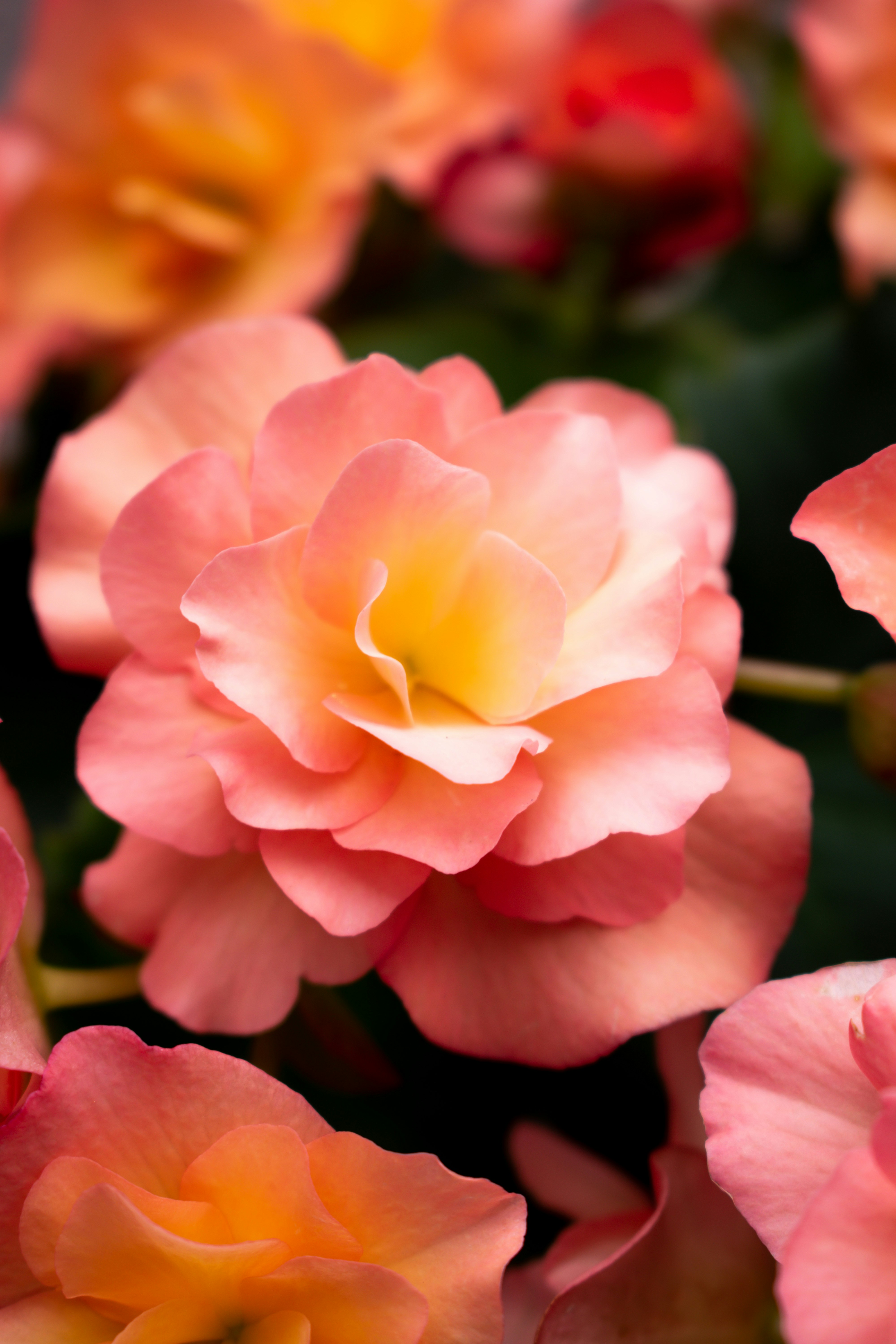 Close-up of a vibrant pink begonia flower surrounded by soft petals, showcasing its delicate layers and subtle color transitions.