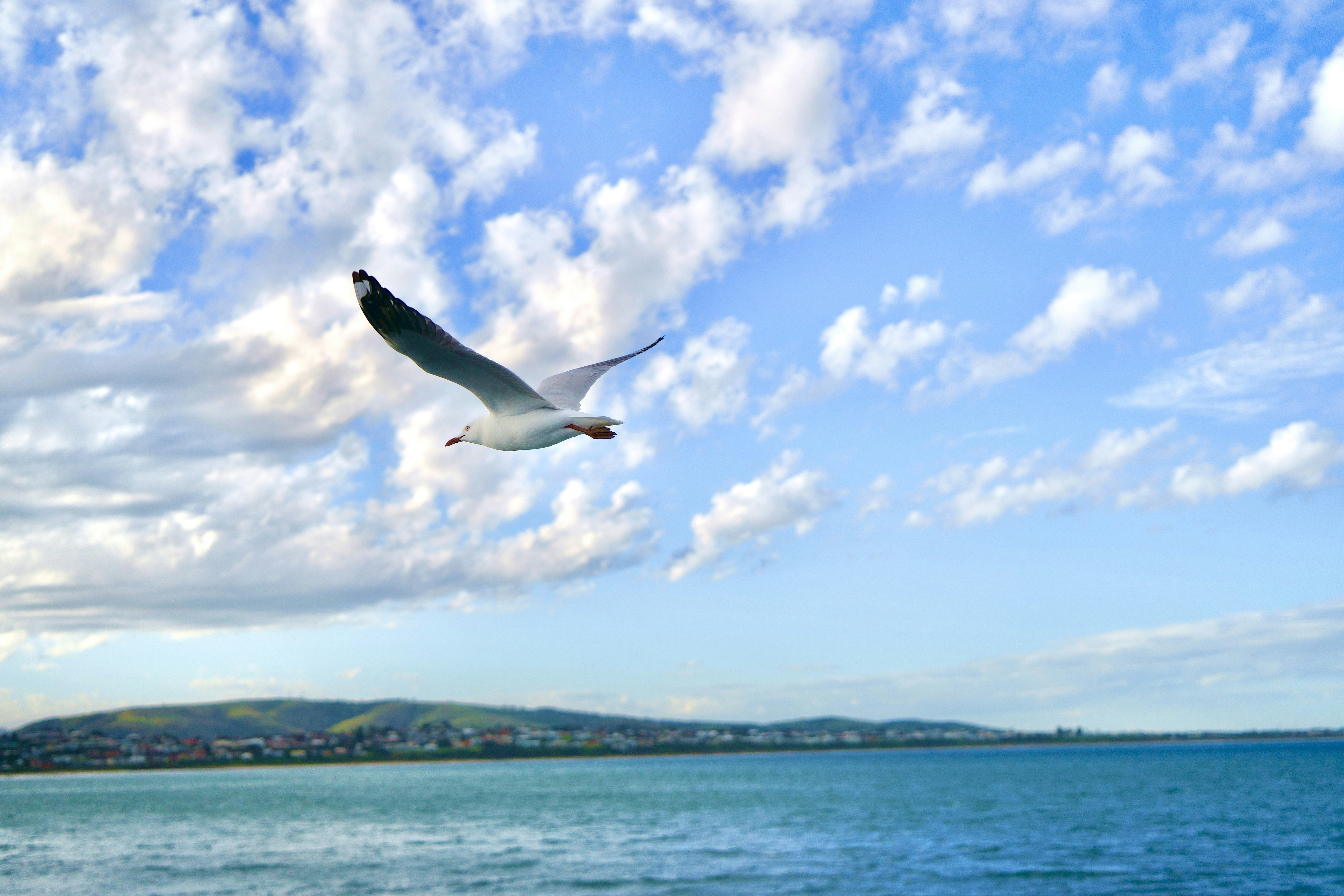 Seagull gliding above turquoise ocean under a sky dotted with fluffy clouds.