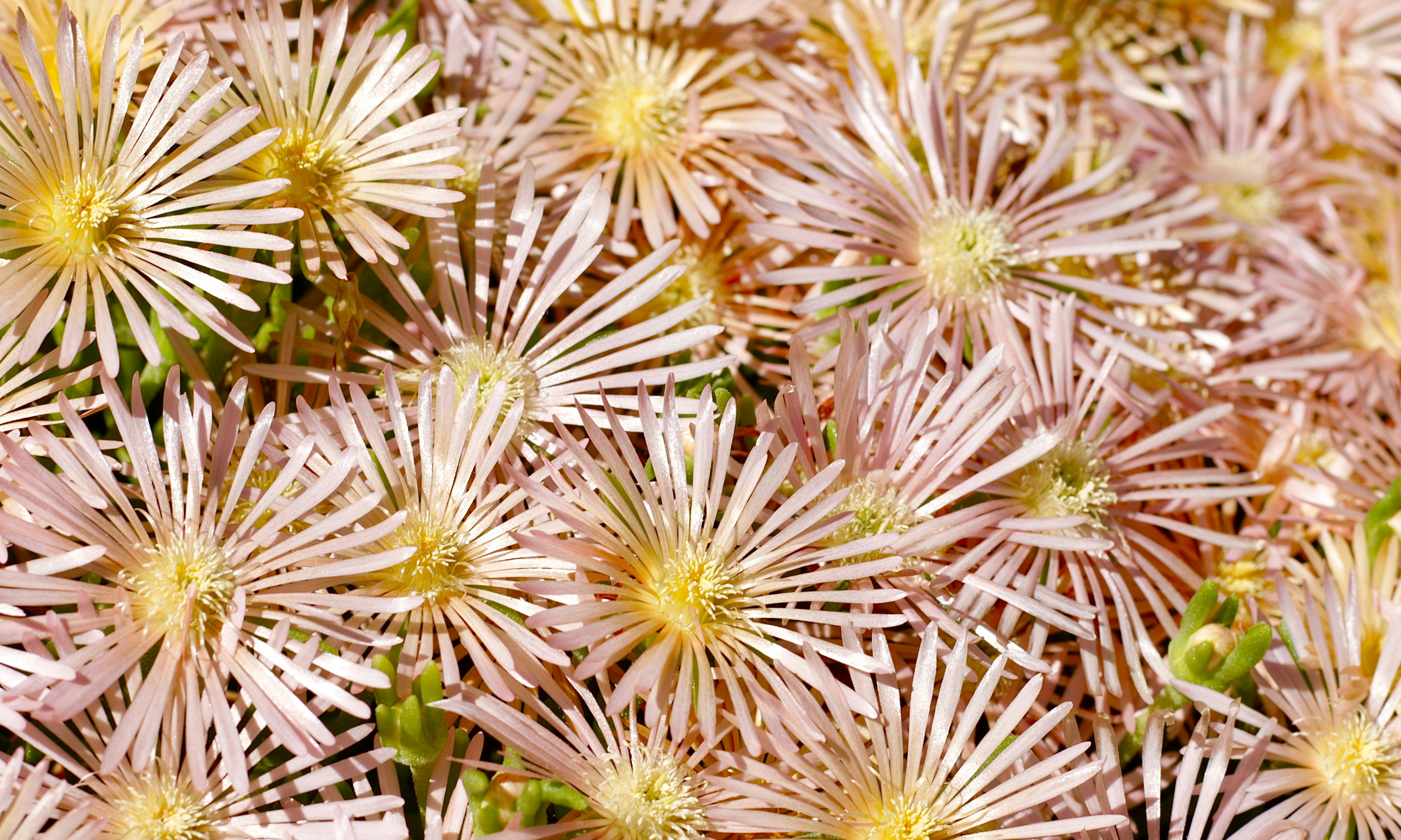 Small pink flowers
