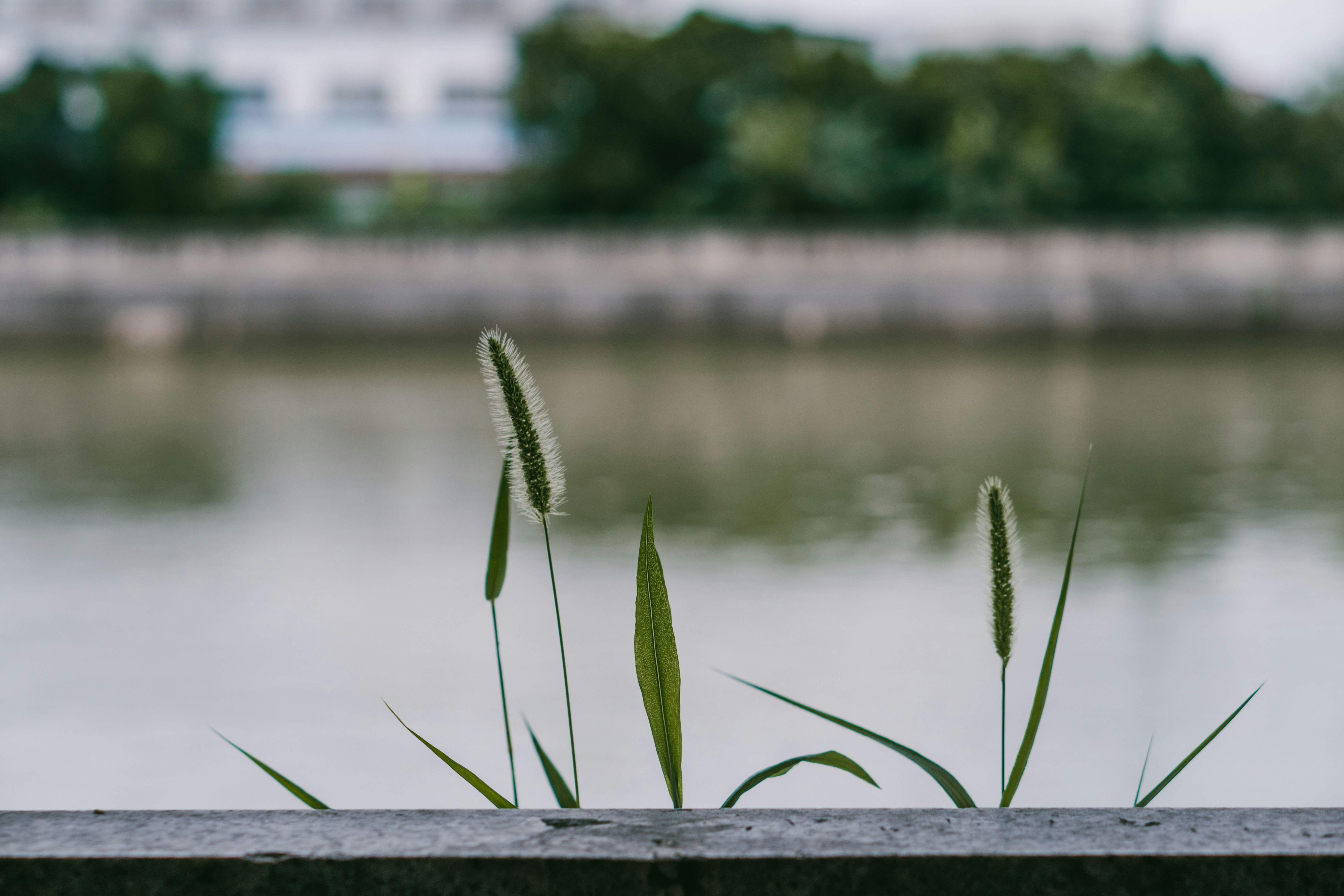 Riverside Grasses: Quiet Sentinels Over a Glassy Waterline