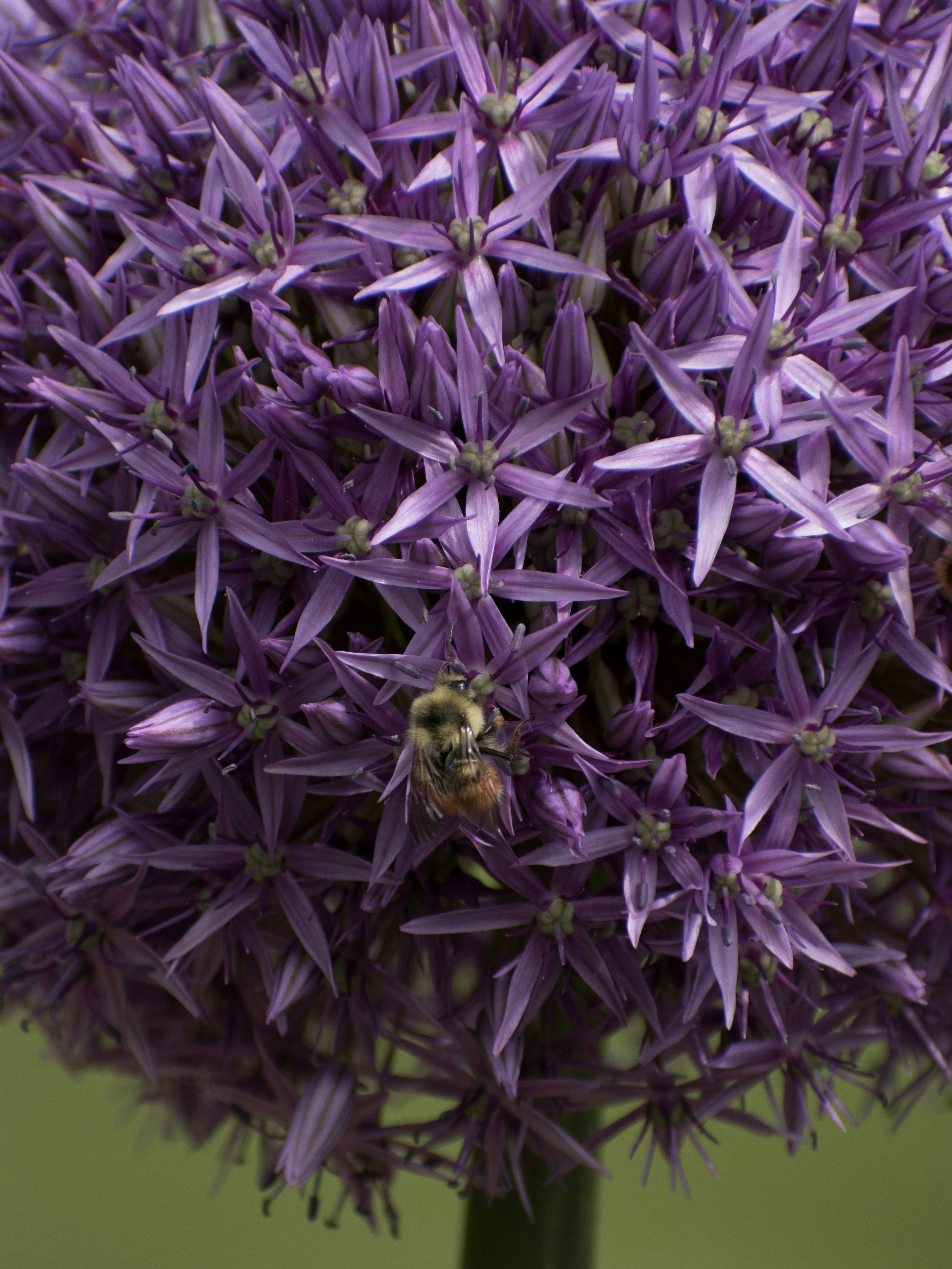 Midflight in a Violet Dome: A Bee Among Allium Spires