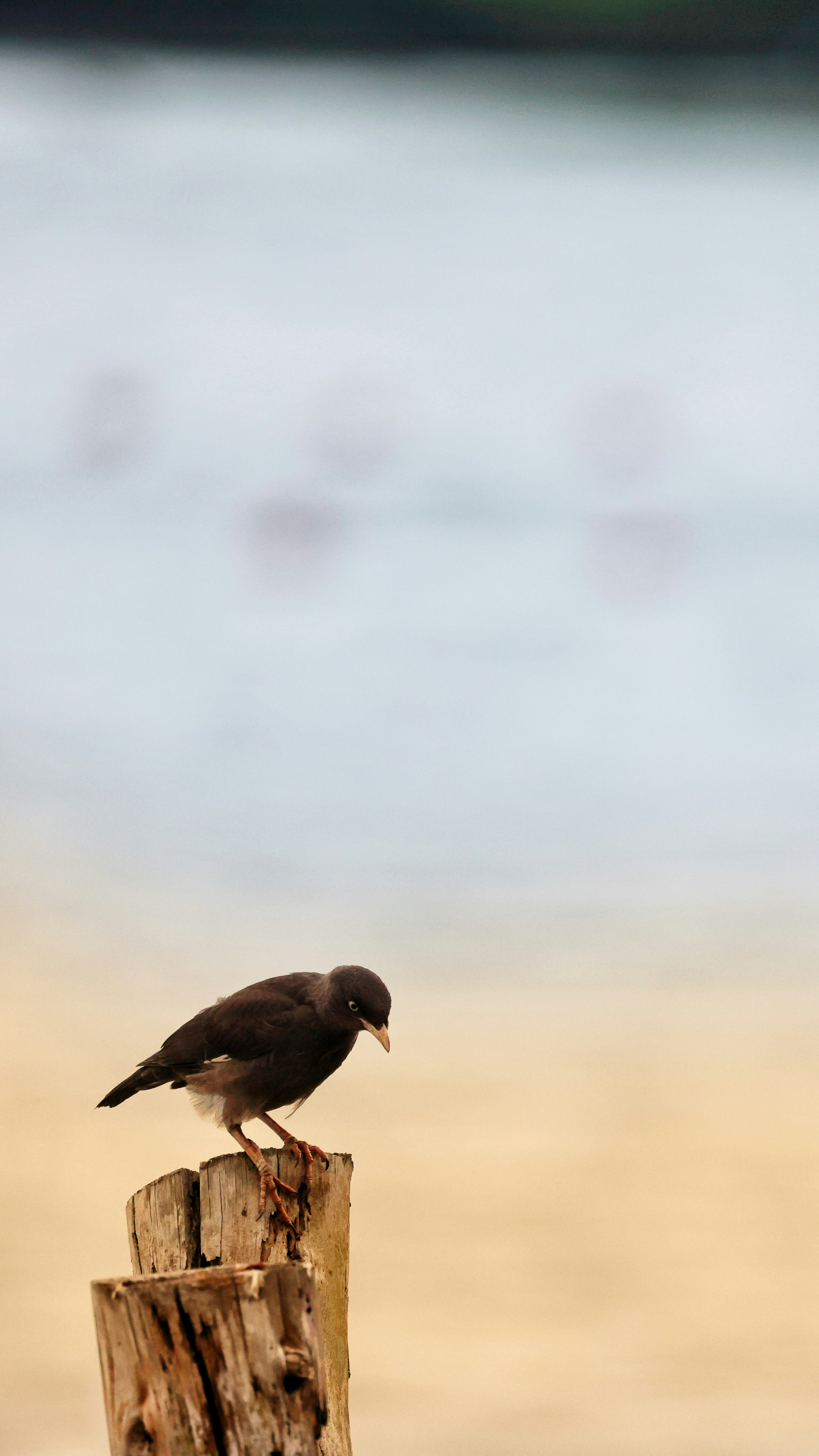 A solitary bird perched on a weathered post, gazing into the blurred reflections of water in the background.