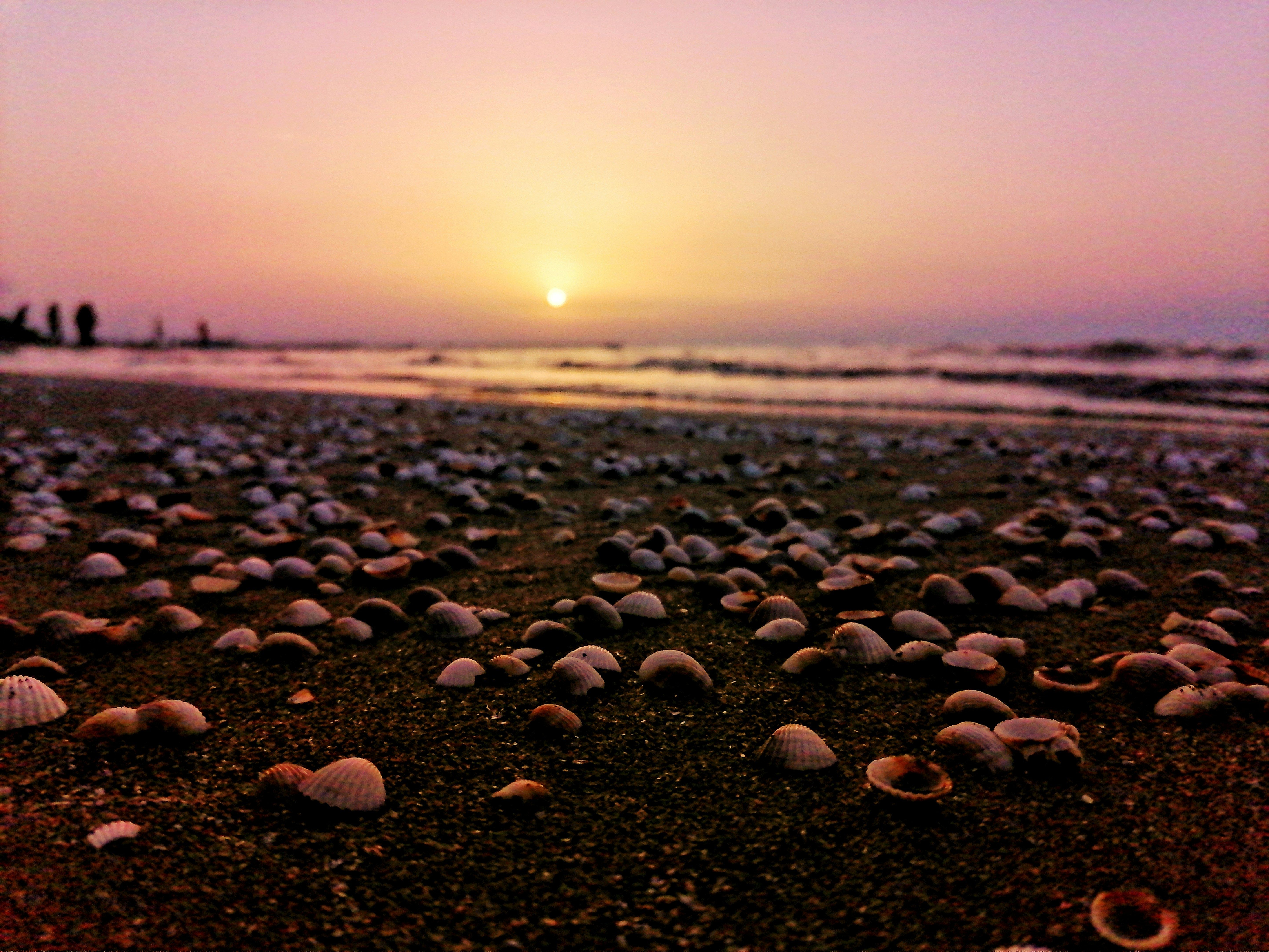 Seashells scattered across a sandy beach as the sun sets over the horizon.