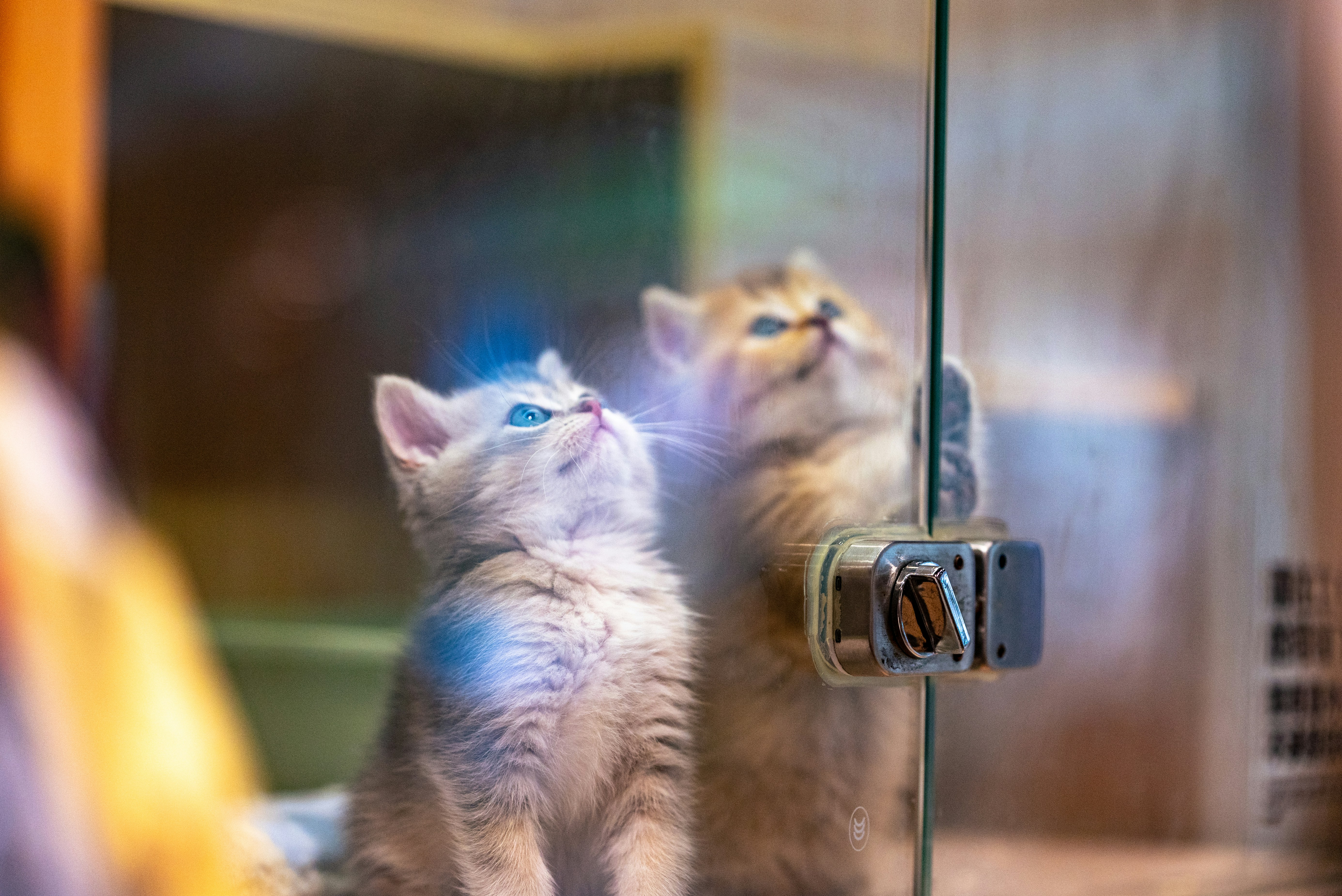 Fluffy kitten gazing curiously at its reflection in a glass enclosure, highlighting its inquisitive nature.