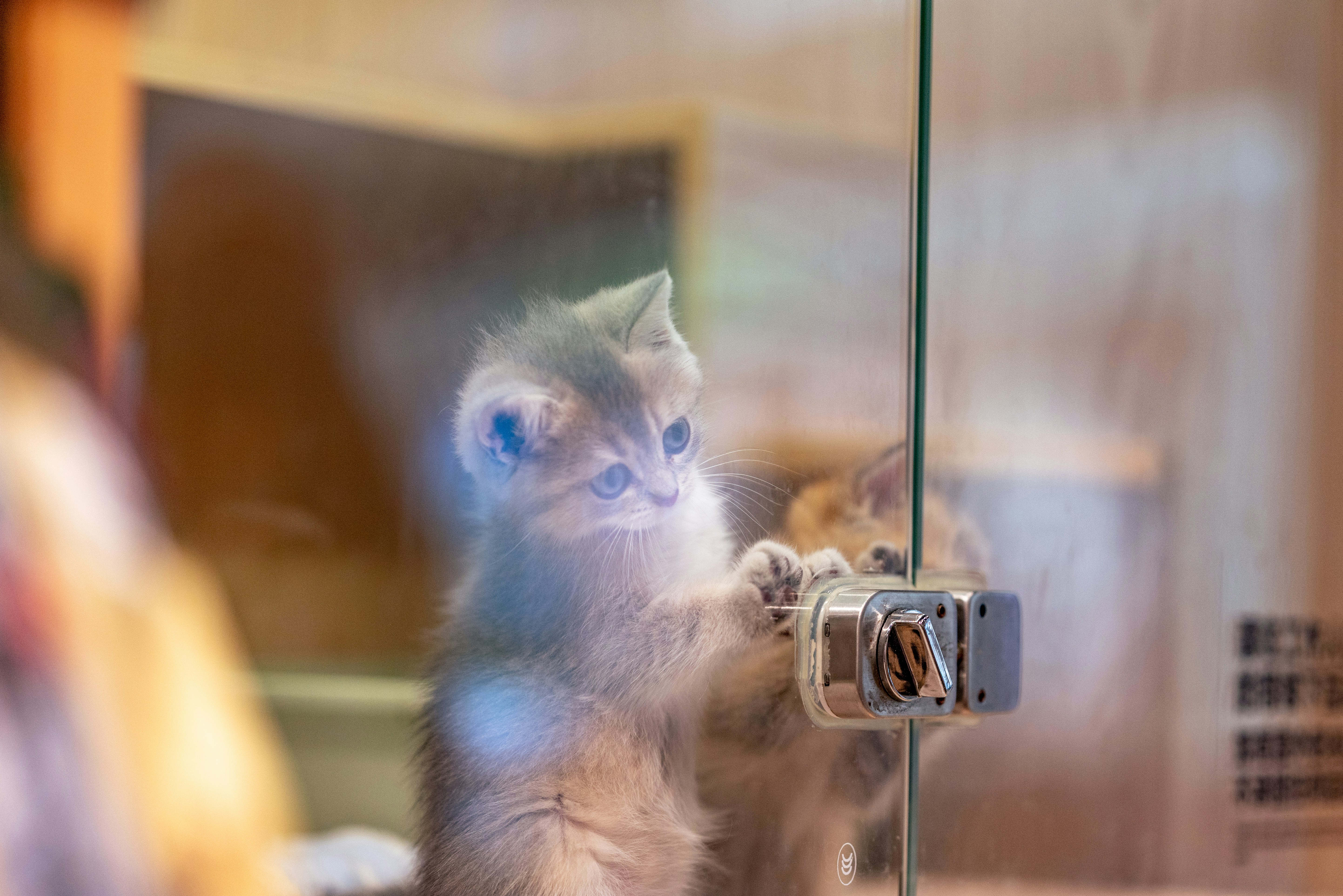 Curious Kitten at a Glass Door