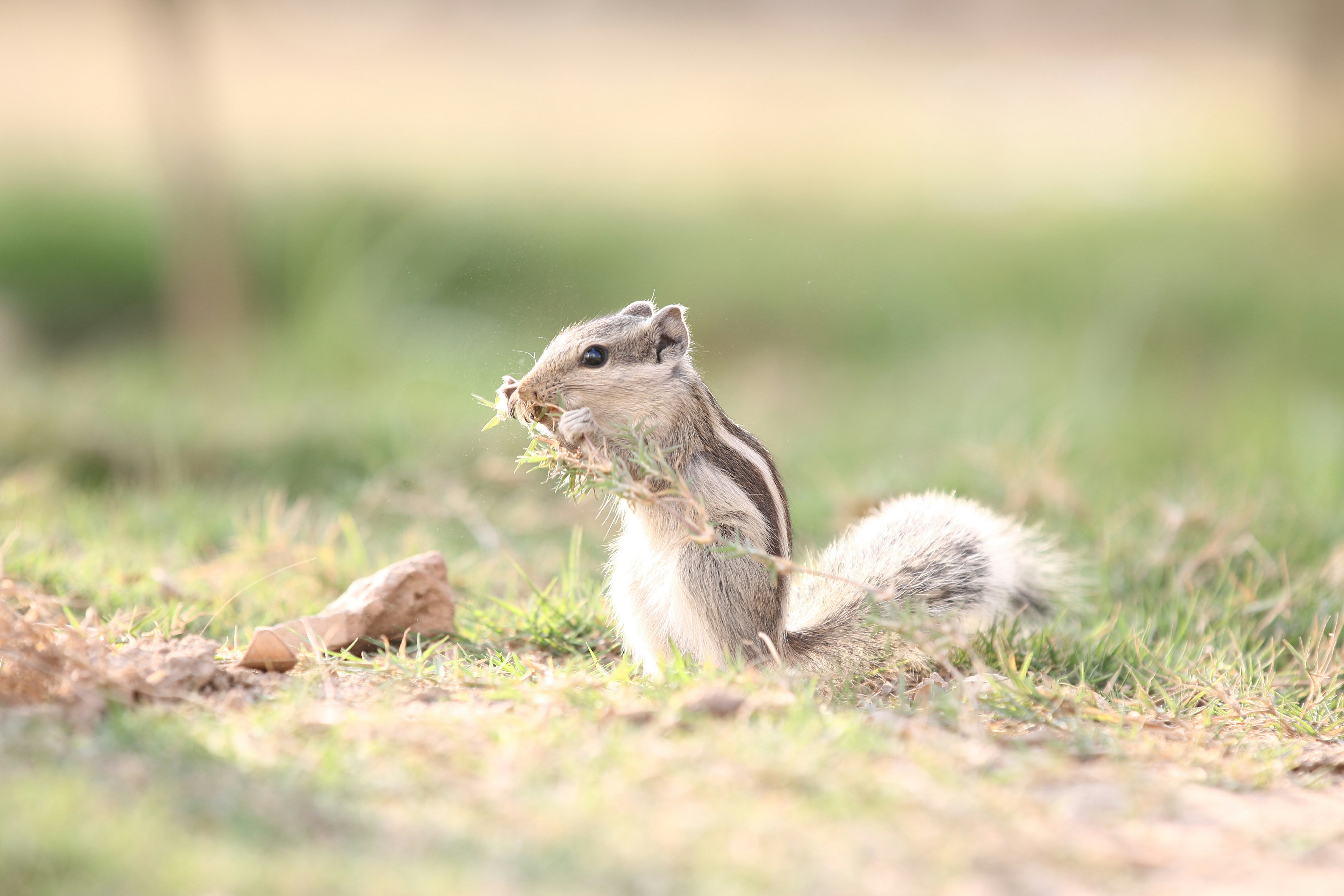 Sunlit Field Squirrel: A Quiet Snack Break Amid Soft Spring Grasses