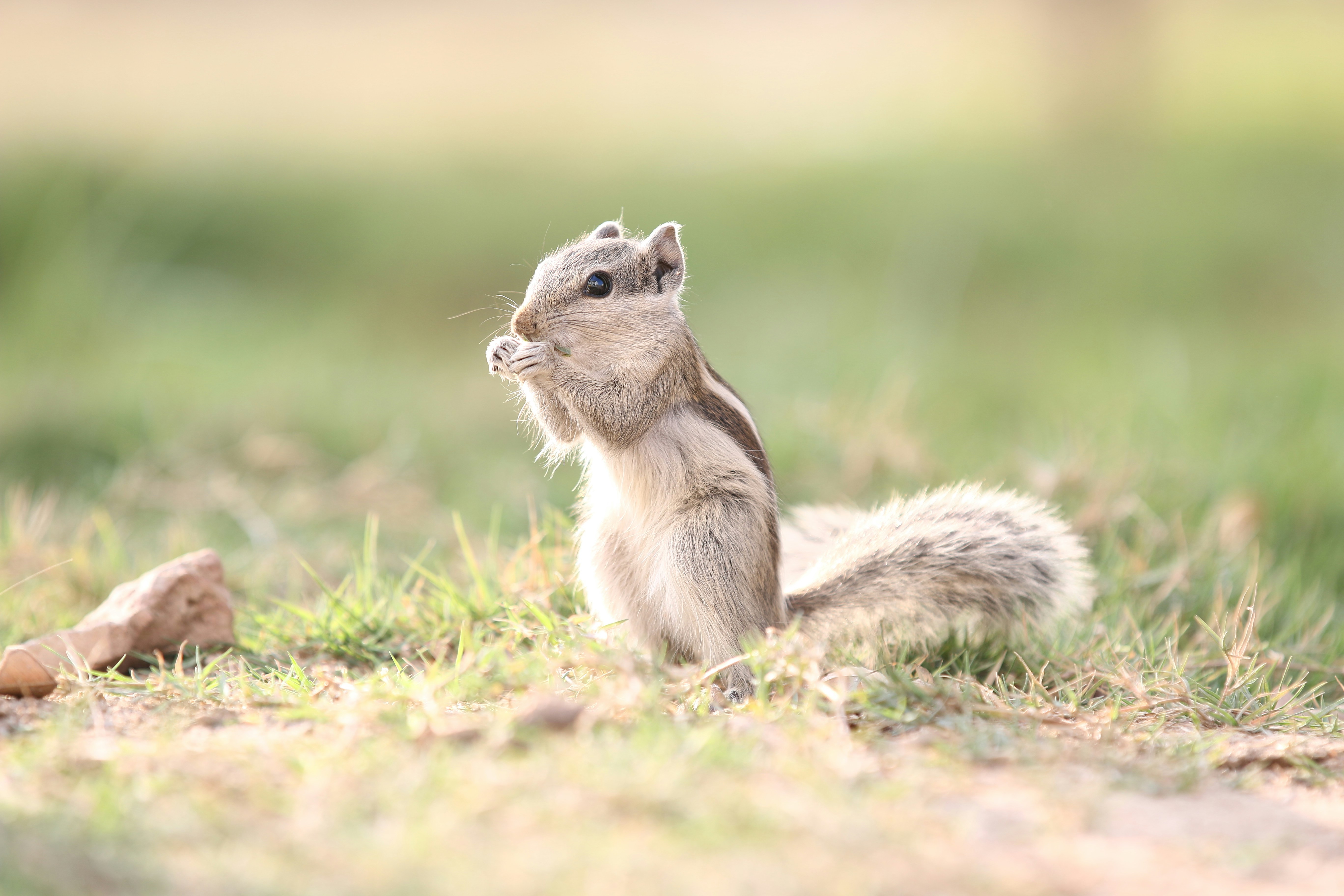 Squirrel standing alert on grassy ground with blurred background.