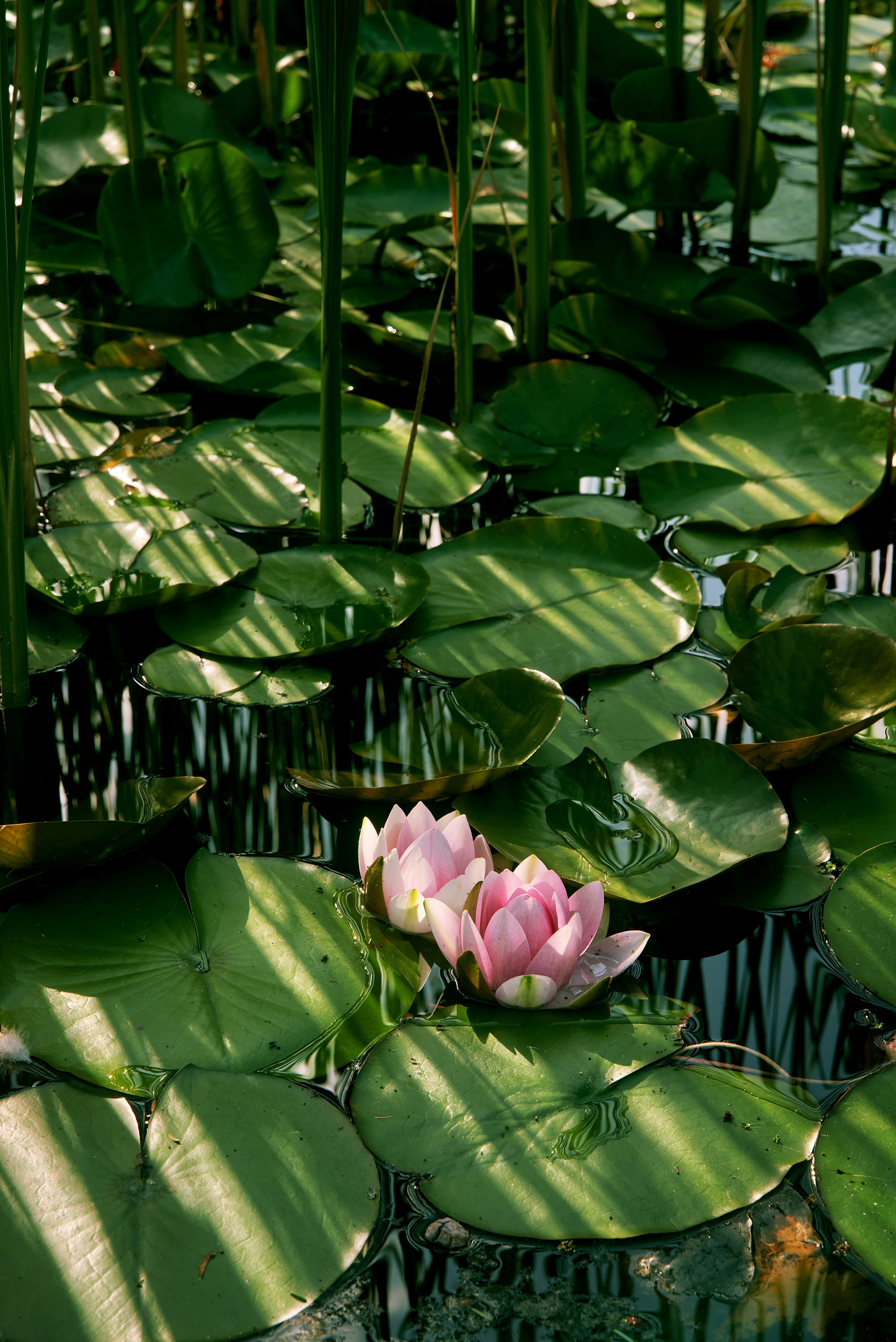 a group of pink flowers on a plantGabriel Miklós