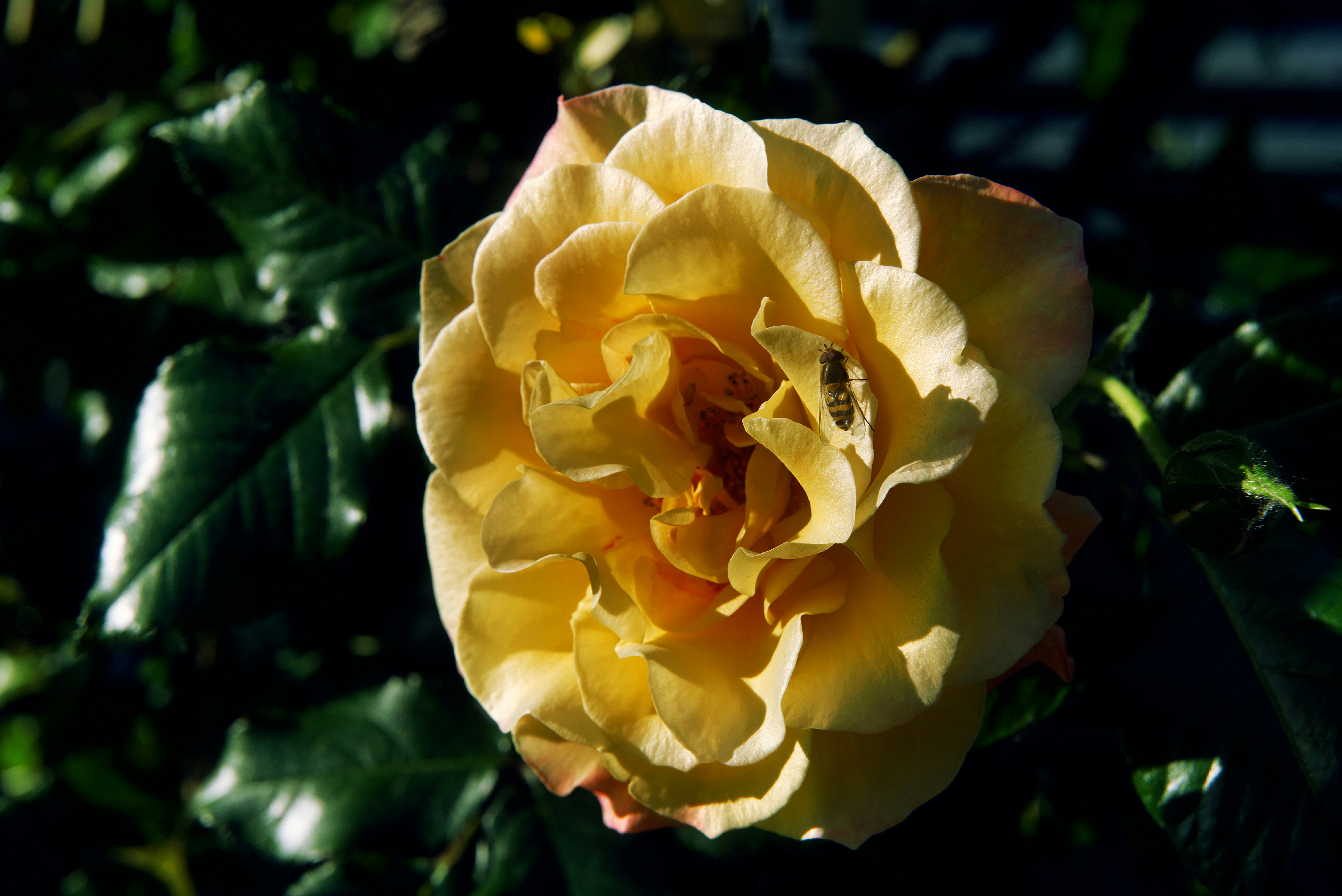 A close-up of a yellow rose in full bloom, showcasing intricate petal layers and a bee nestled within. The vibrant green leaves provide a lush backdrop.