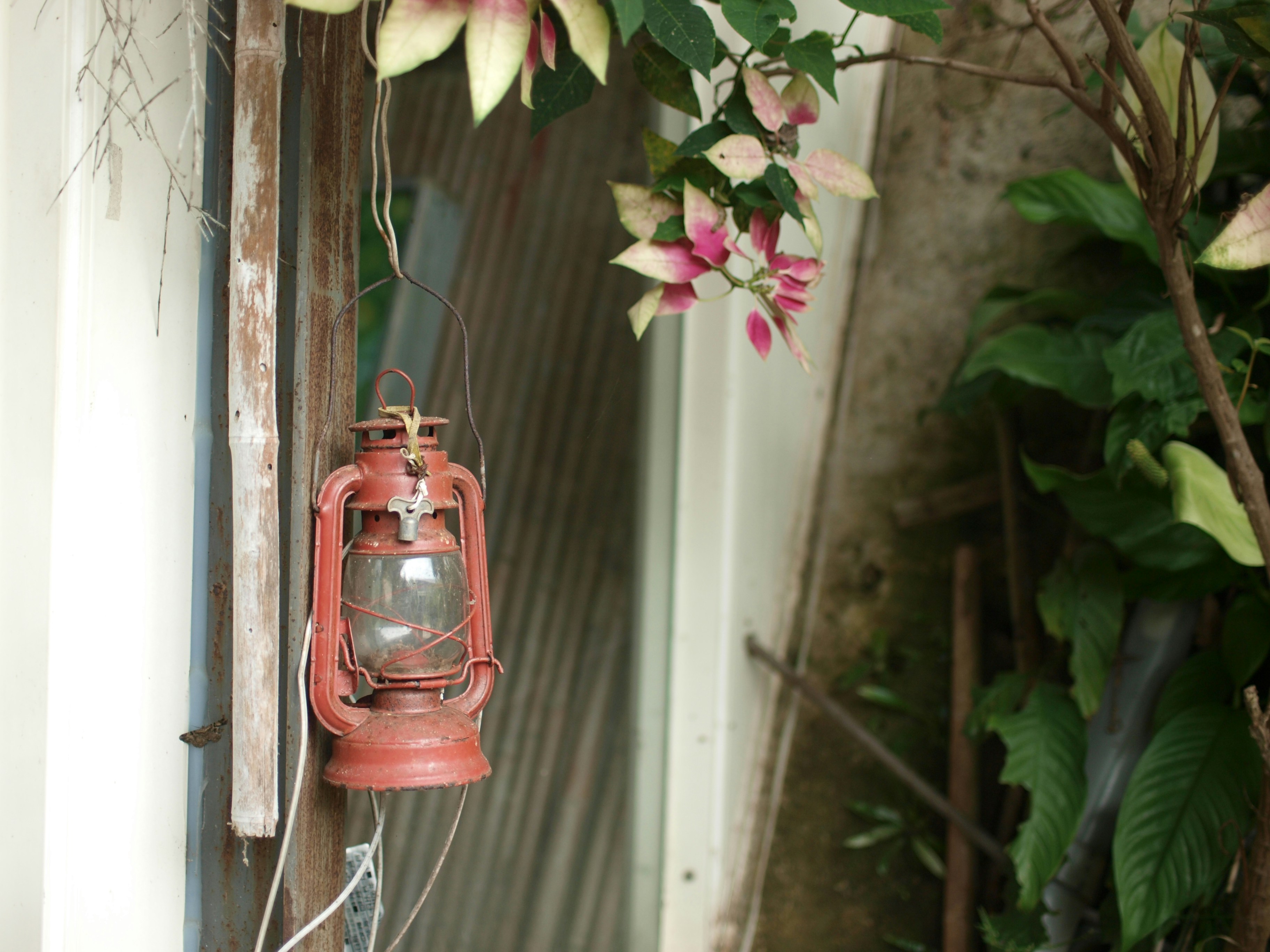 Red vintage lantern hangs beside a doorway, framed by lush greenery and pink-tinged leaves.