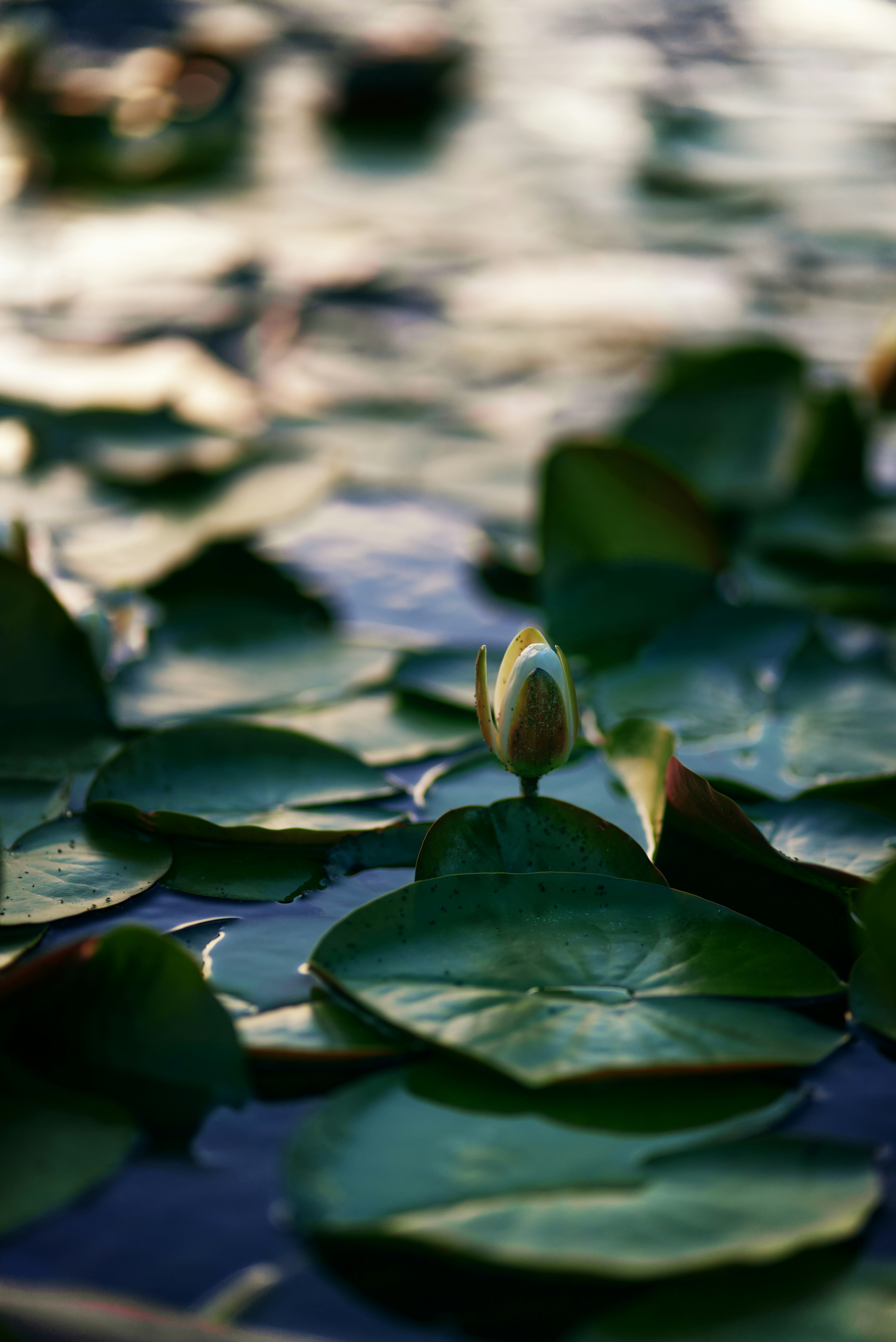 A close-up of a lily pad photo – Free Green Image on Unsplash