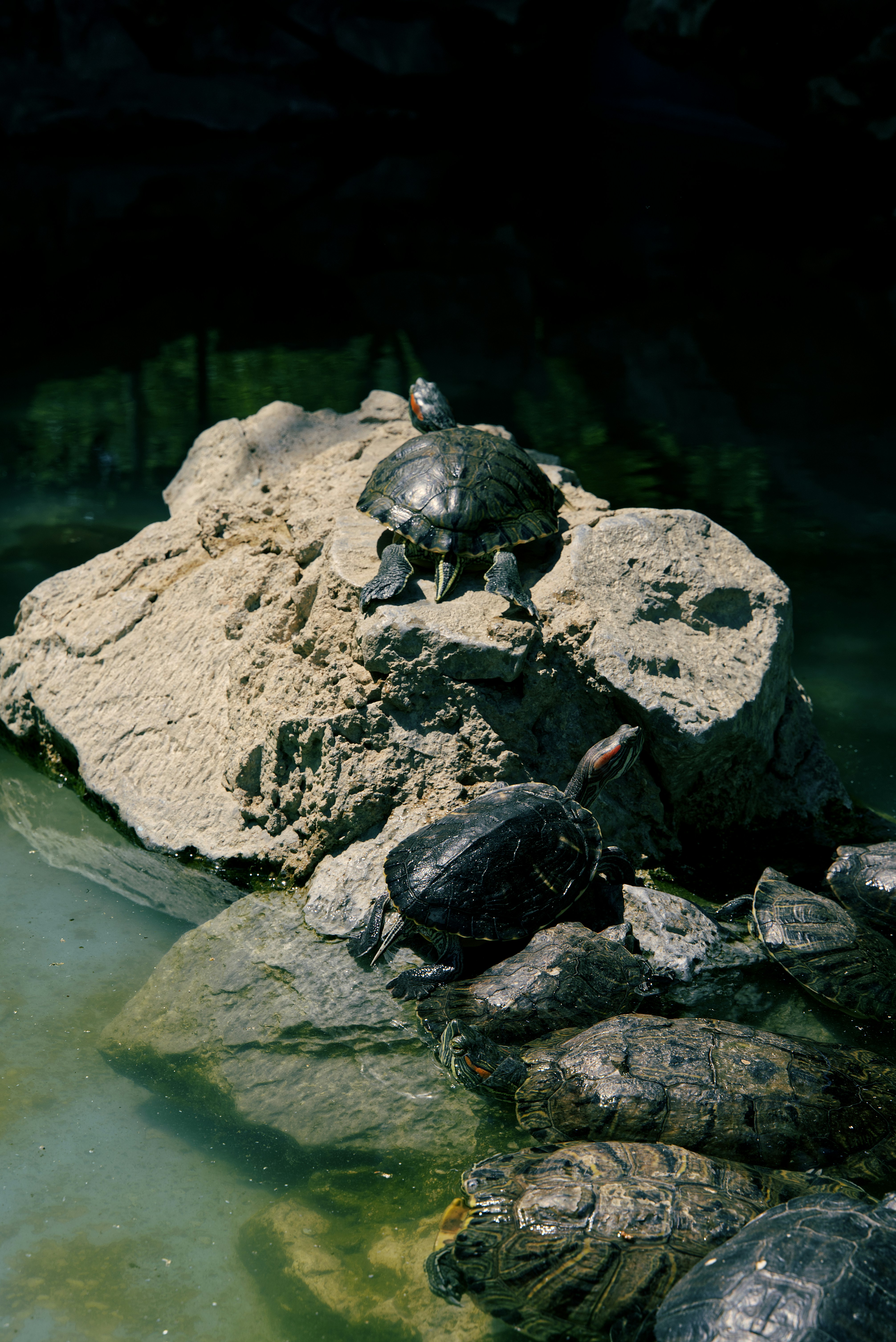 A group of turtles on a rock photo – Free Rock Image on Unsplash