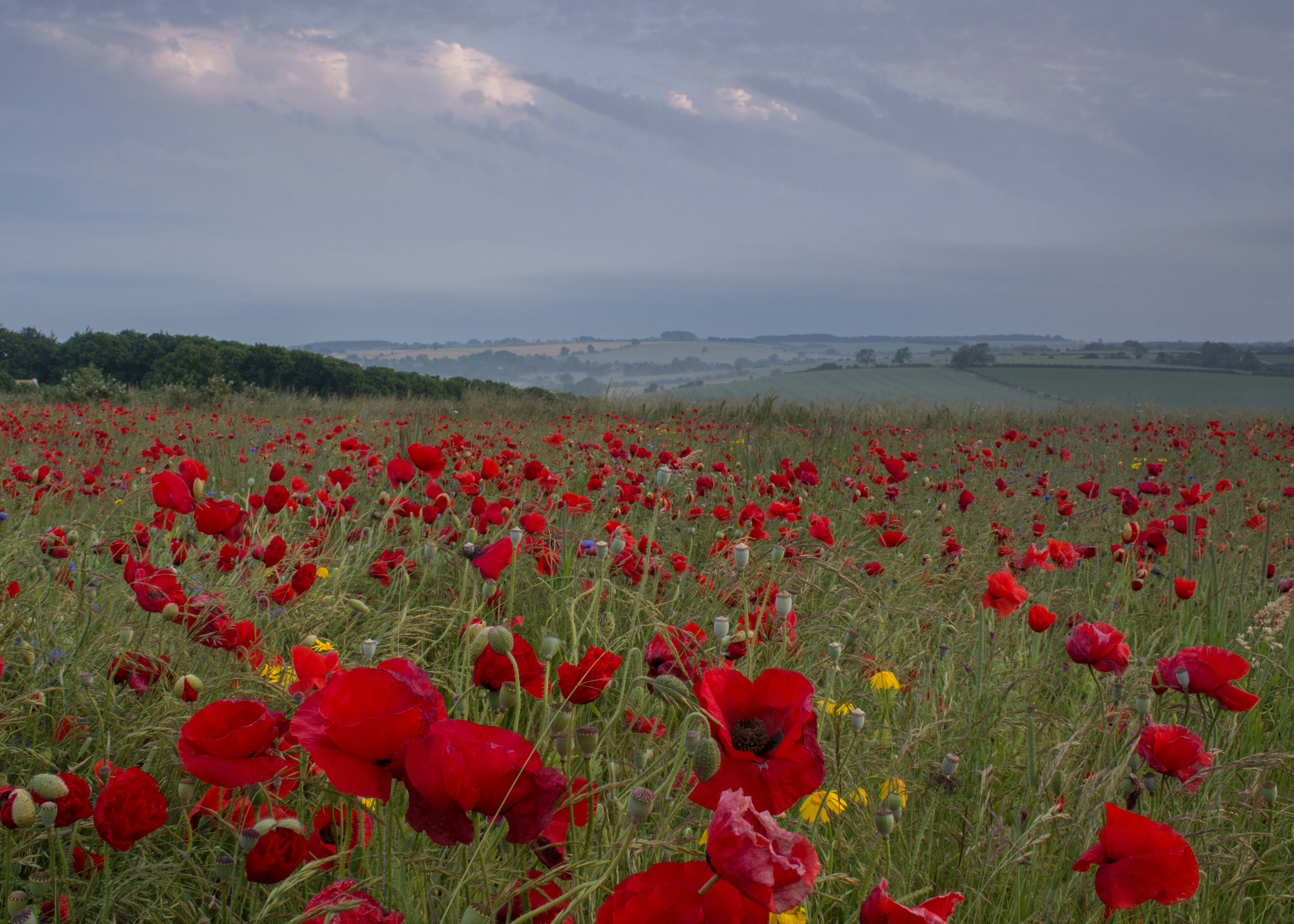 Vibrant field of red poppies swaying gently in the breeze, set against a soft, cloudy sky. A serene landscape capturing the essence of spring.