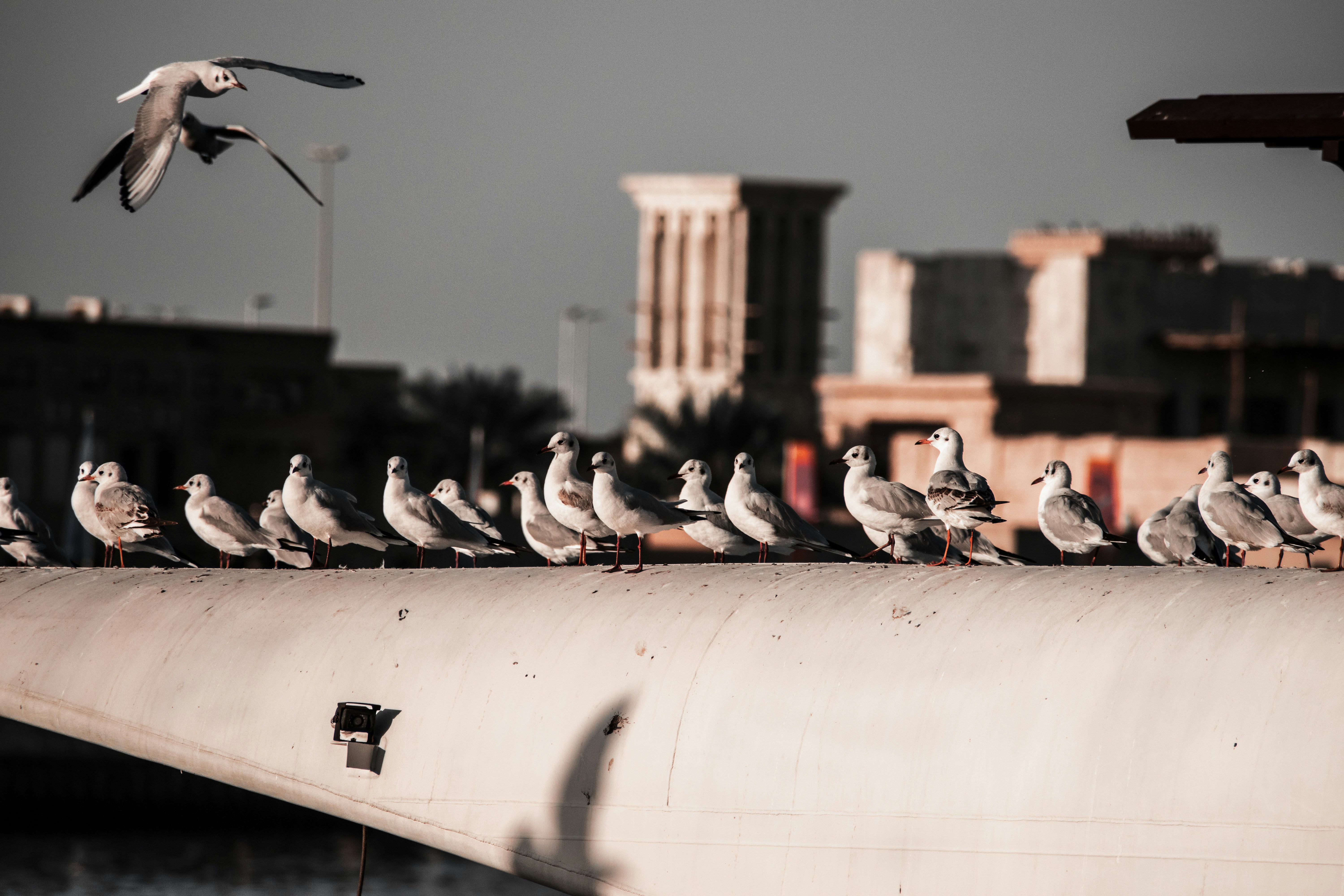 Gulls at the Edge: A Quiet Waterfront Perch on a Sunlit Span