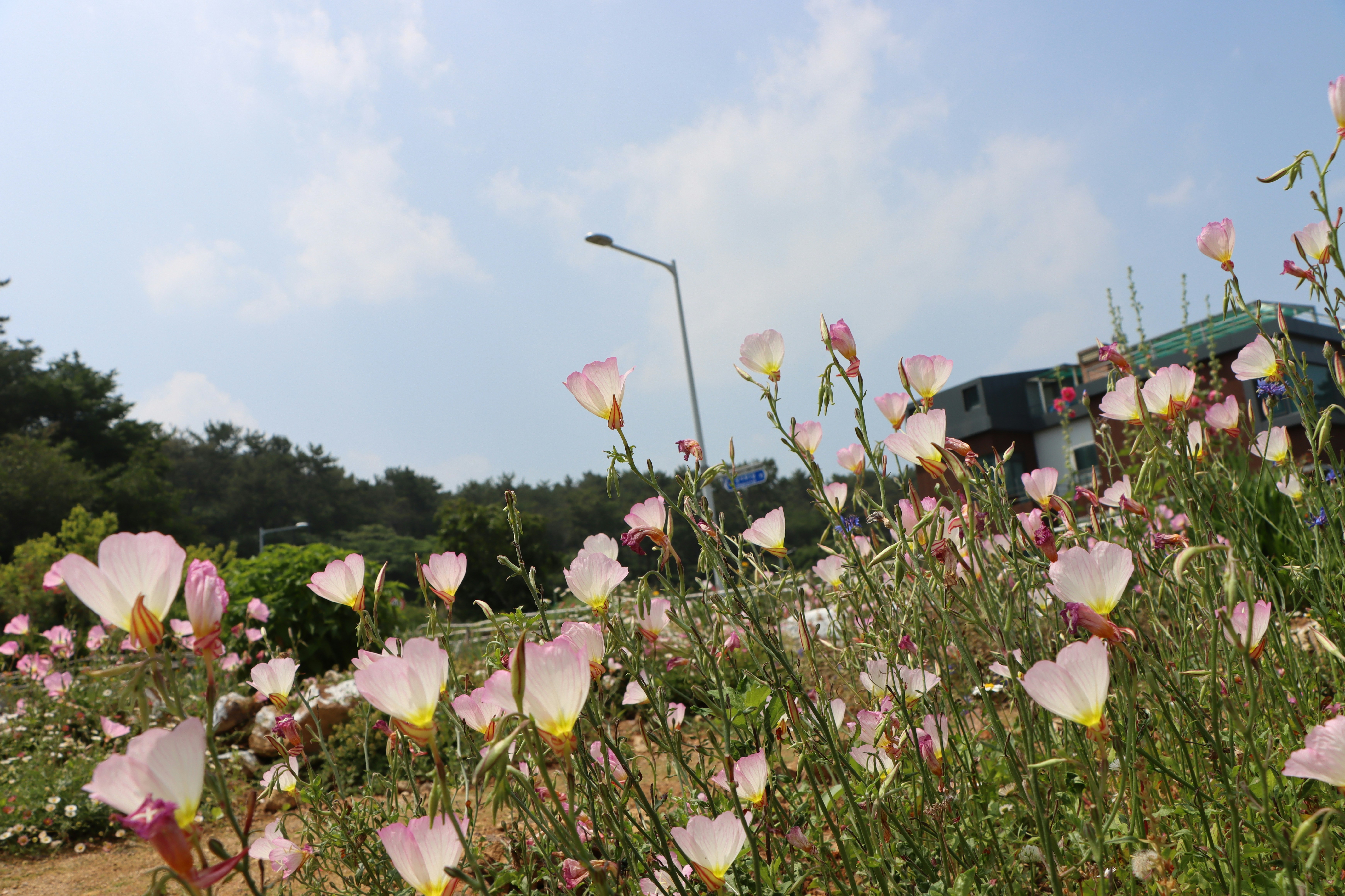Pastel Poppies under a Quiet Sky, with a Lone Lamp Post