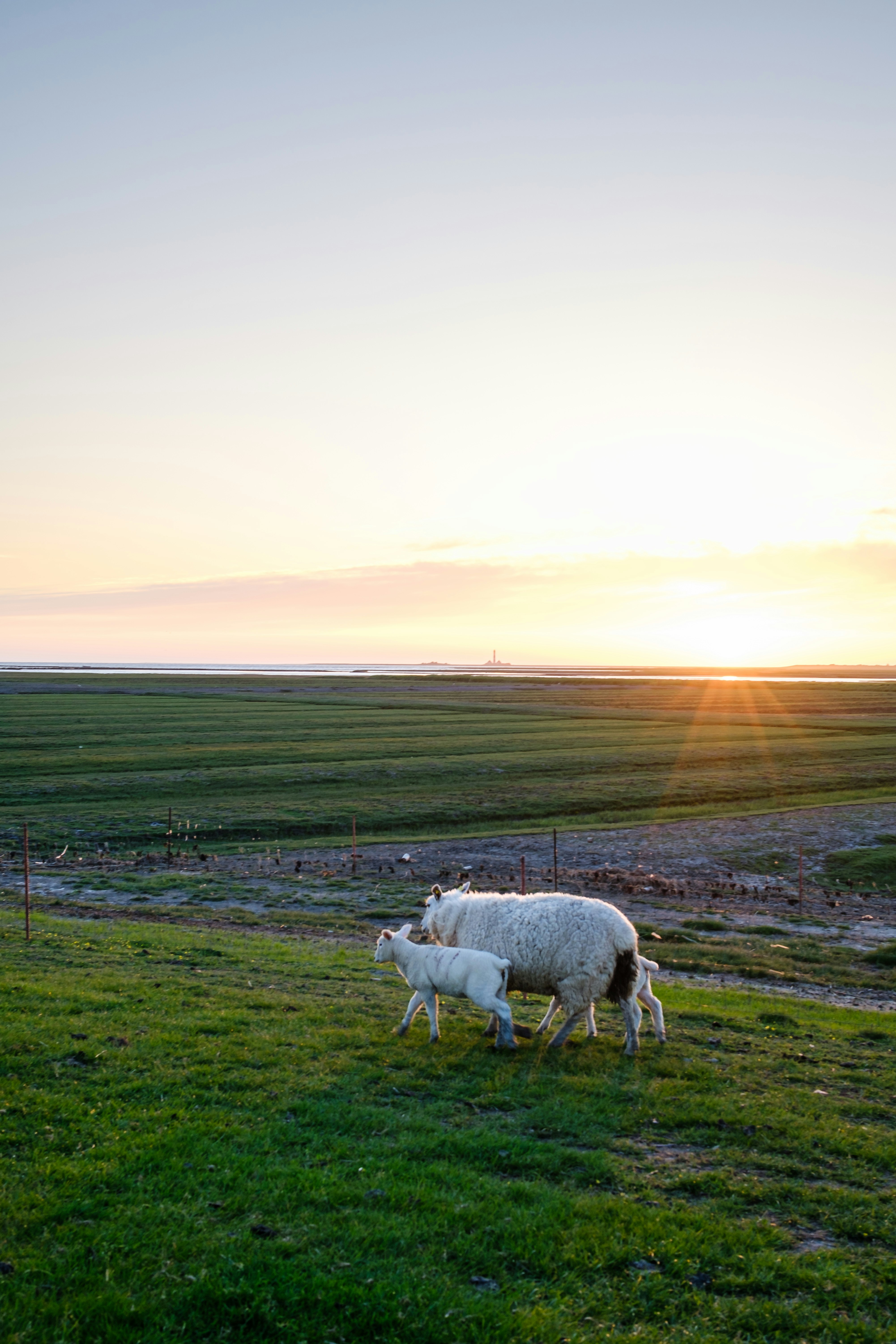 Sunlit Pasture: A Family of Sheep Beneath a Golden Horizon