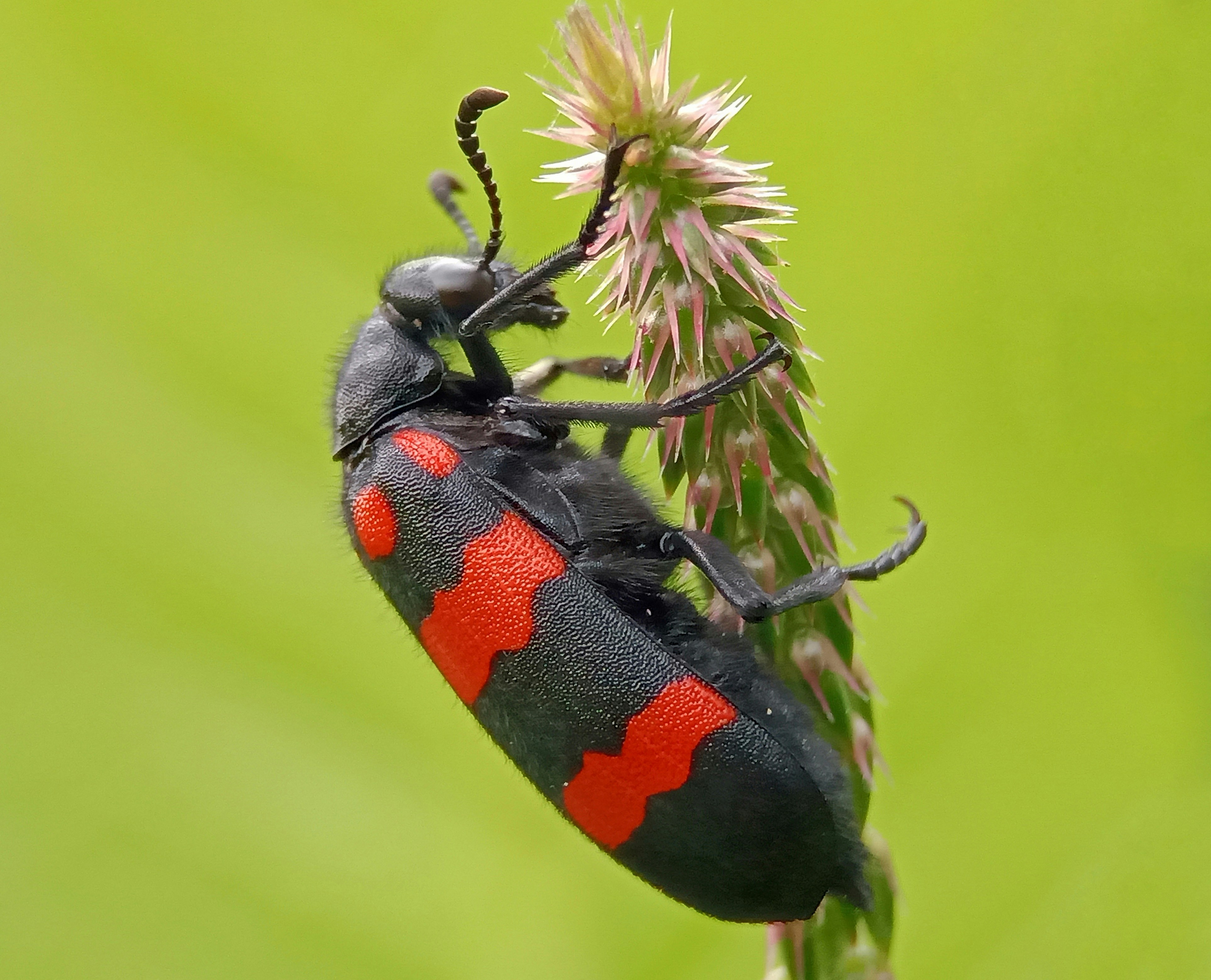 a black and red butterfly on a flower