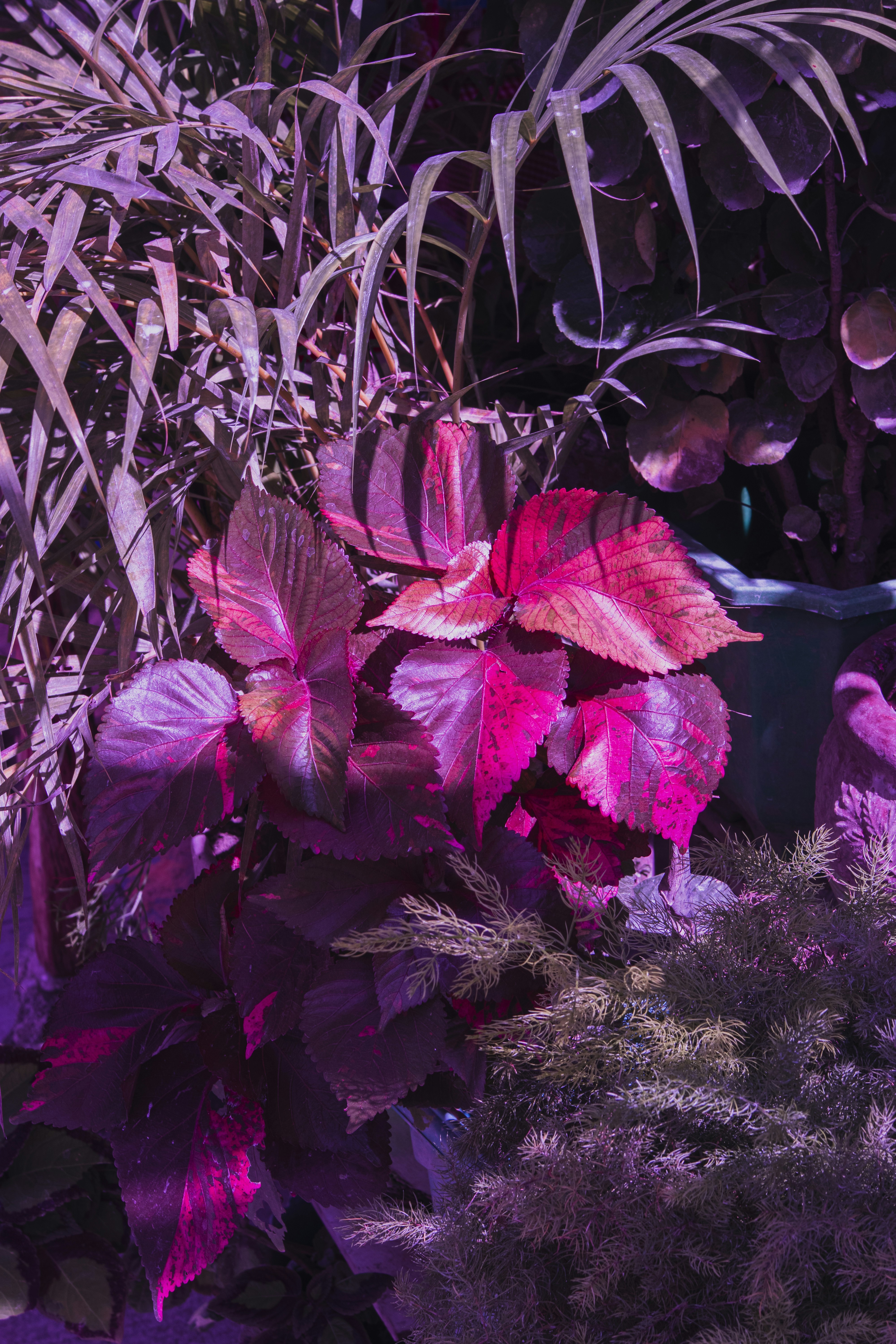 a group of purple flowers