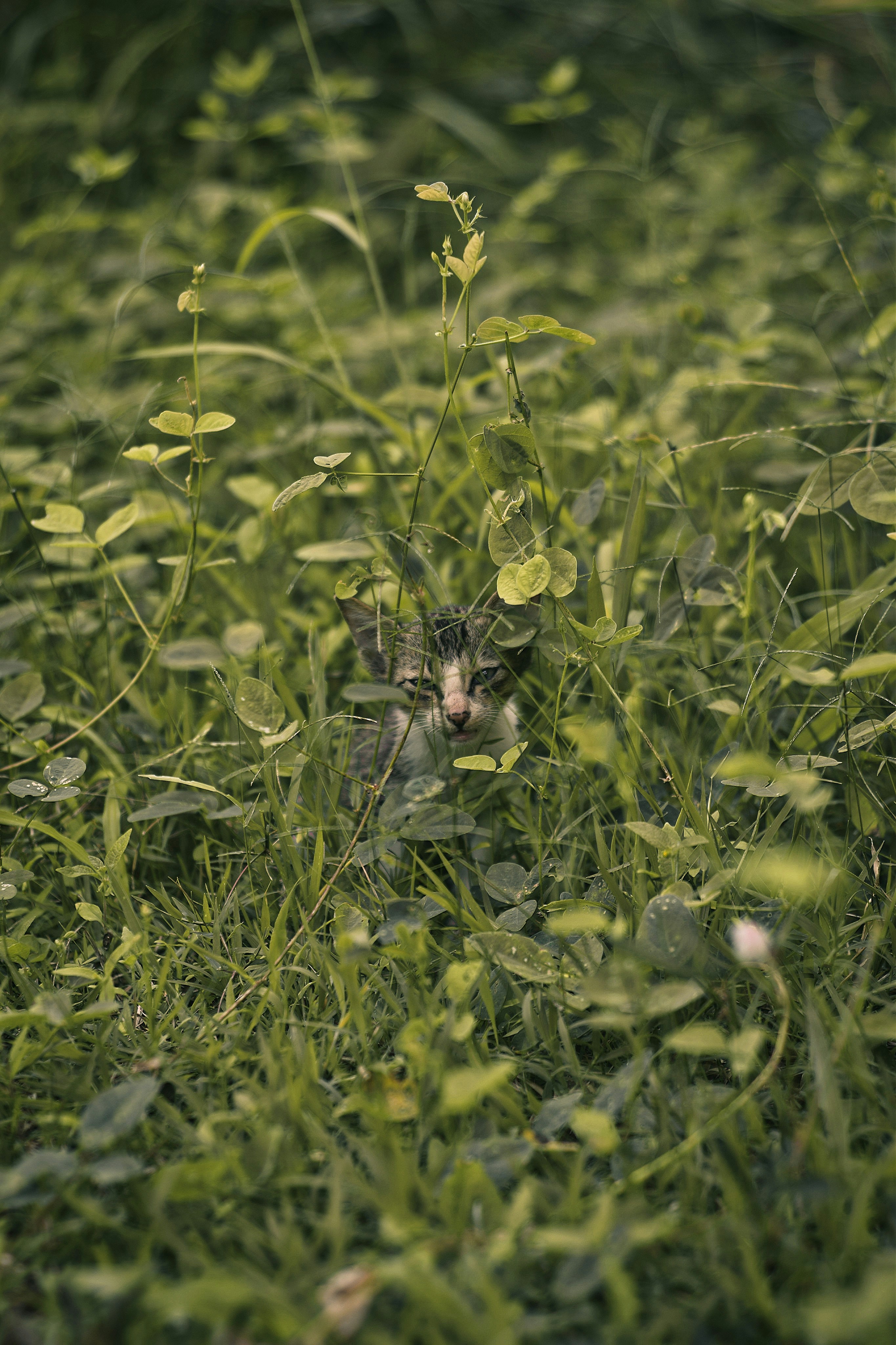 A cat partially hidden among lush green grass and clover, blending seamlessly into its surroundings. The scene captures the essence of nature and the stealth of the feline.