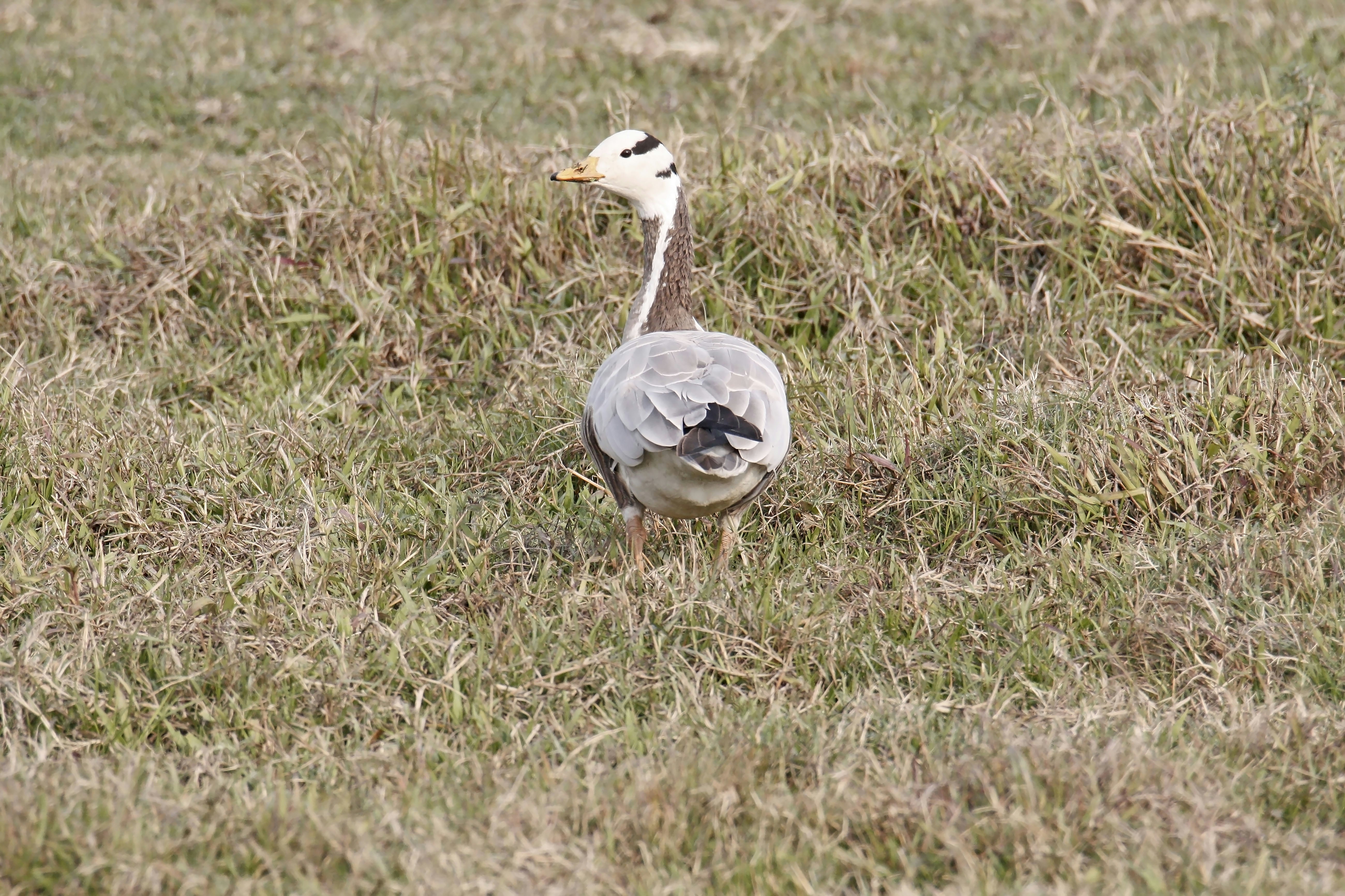 A pale steel grey bird with a white face, the bar headed goose has two distinct dark bars running across its crown, the first one connects the eyes. It has a black tipped yellow bill, dark hind neck flanked by white stripes and orange yellow legs. The male and female are similar in appearances. The juvenile is paler with dark crown and hind neck. In flight it is mostly grey in color and shows long wings dark flight feathers, lower flanks and pale vent and rump.
The bar headed goose is considered one of the highest flying birds in the world and can soar at altitudes as high as 23000 feet where 