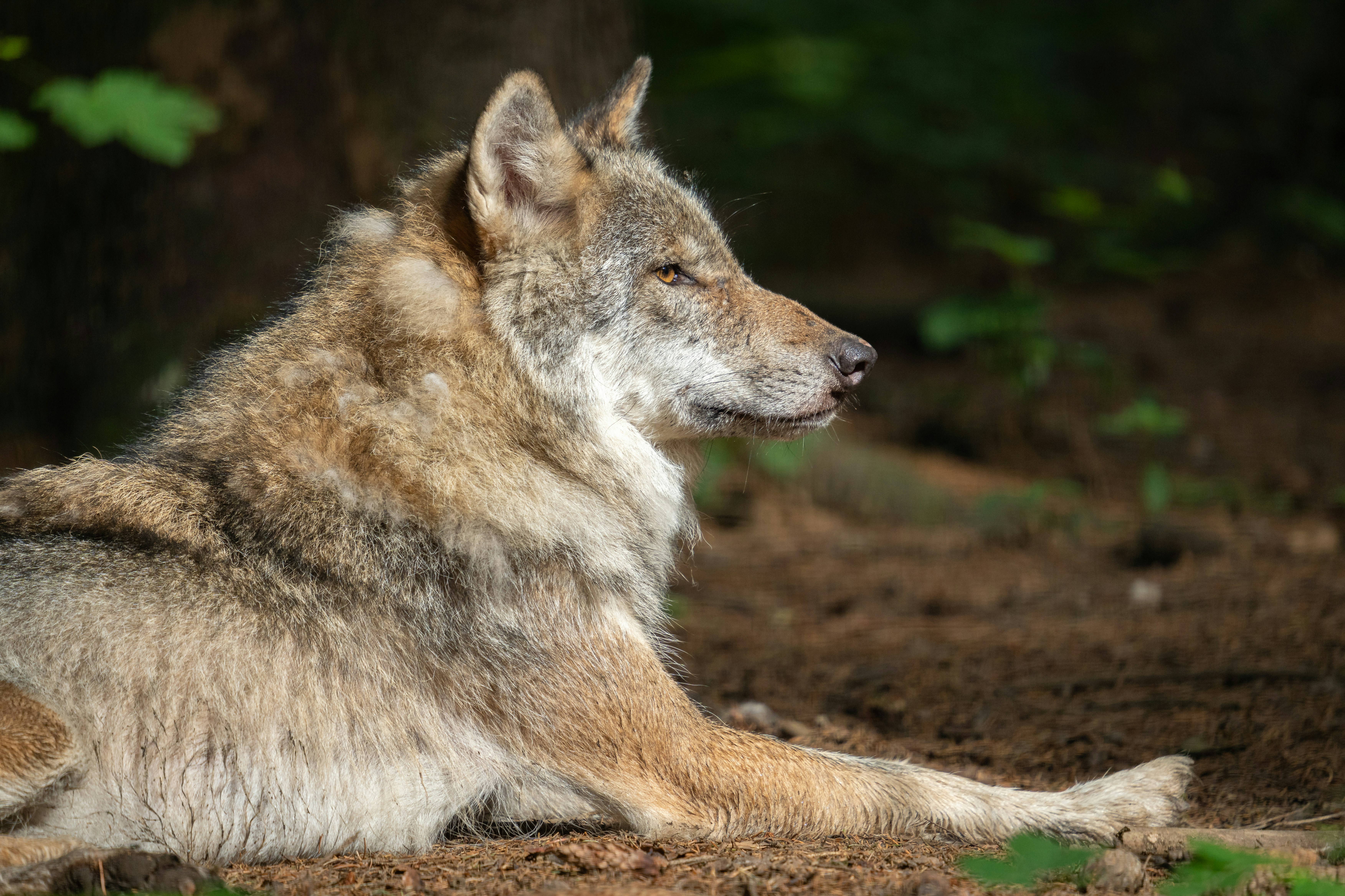A wolf lying down photo – Free Animal Image on Unsplash