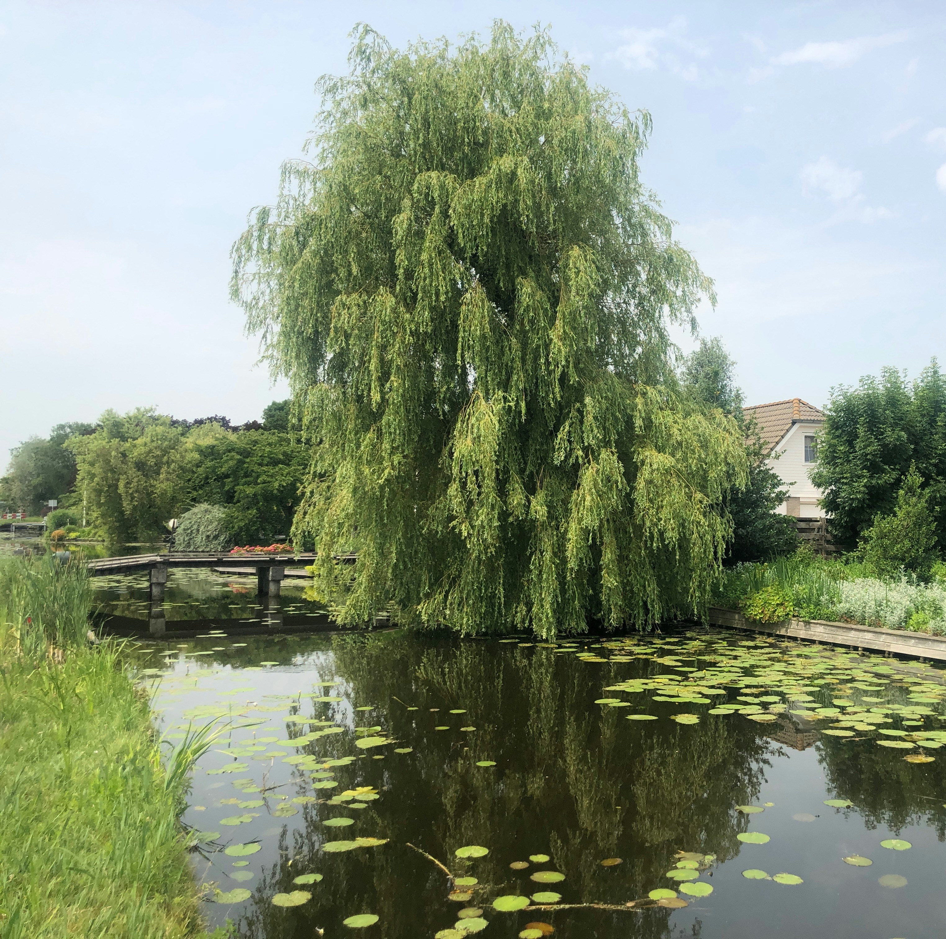 A lush willow tree casts its reflection on a tranquil pond surrounded by vibrant lily pads and greenery.