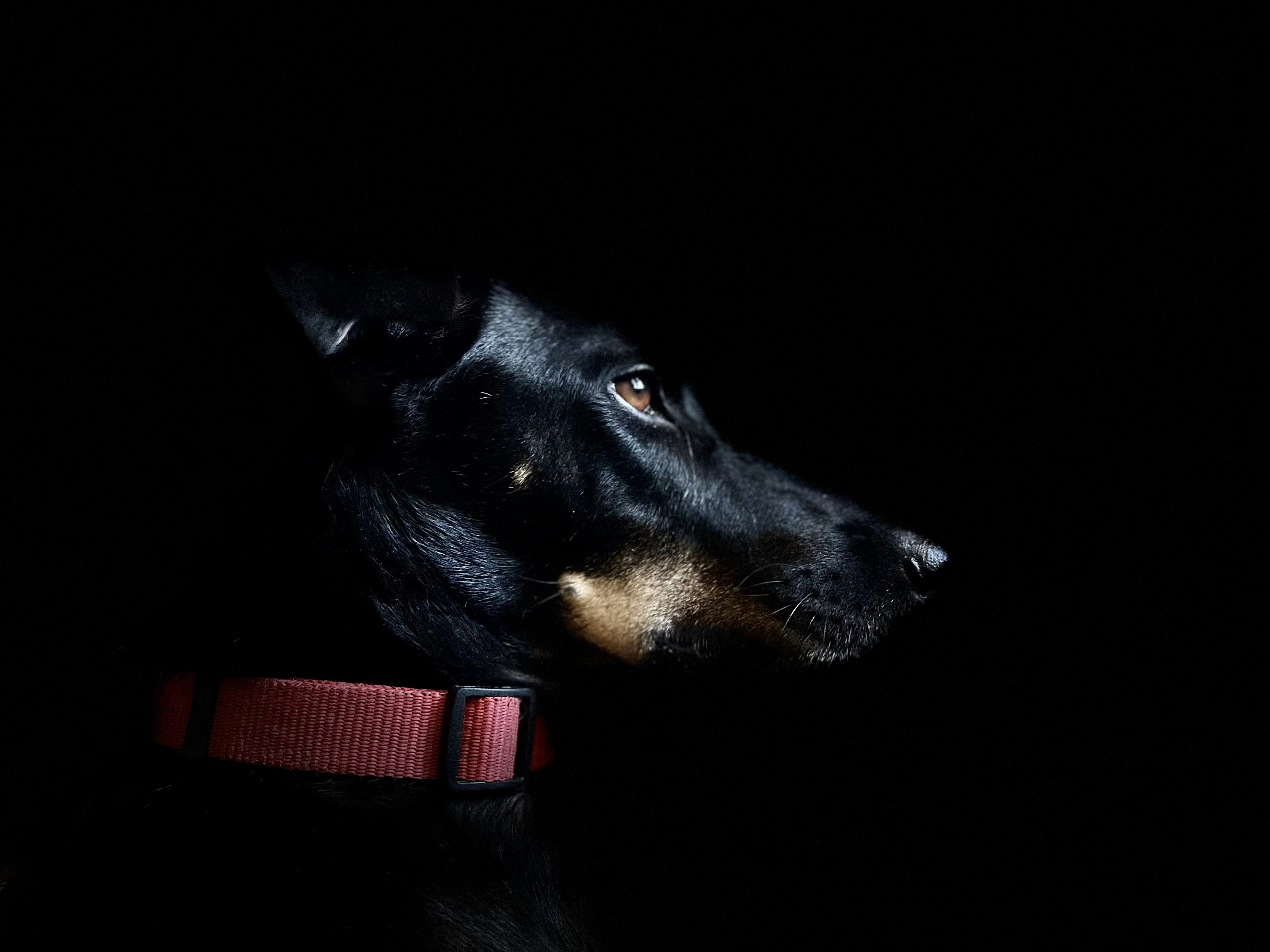 Profile of a black dog with a reddish collar, illuminated softly against a dark background, highlighting its features and expression.