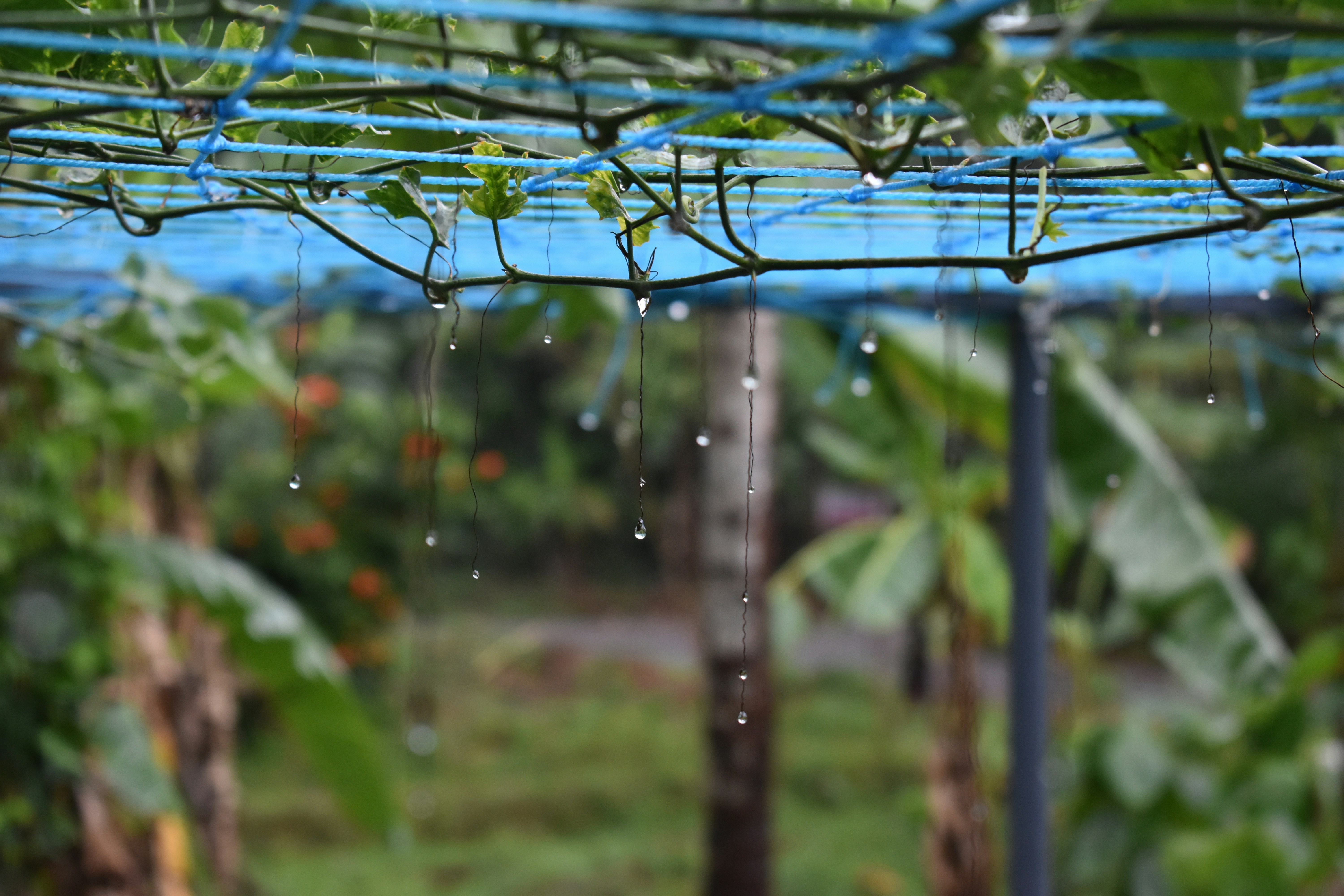 Rain drops on vines | a fence with trees in the background