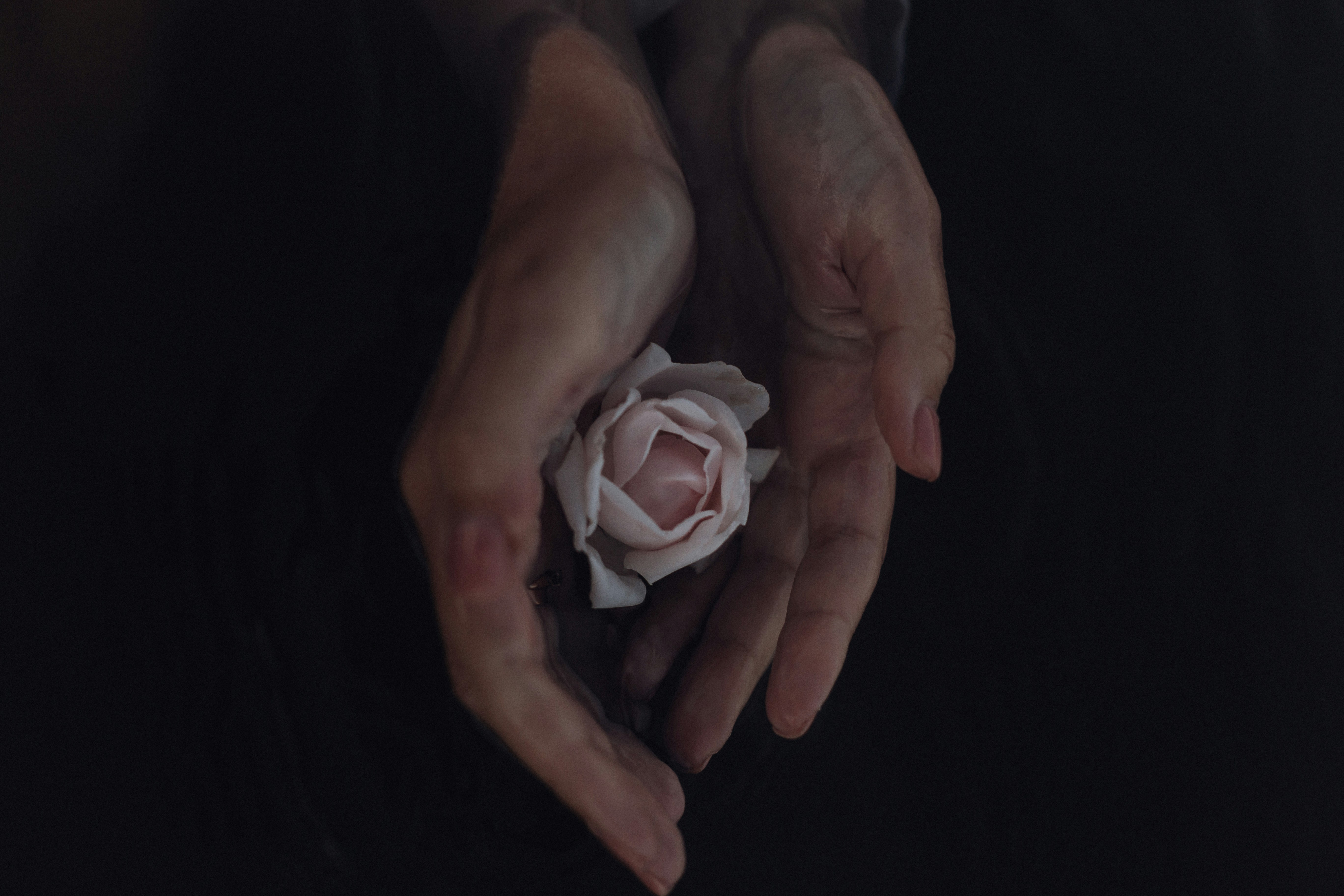 Hand Holding Rose Pictures | Download Free Images on Unsplash