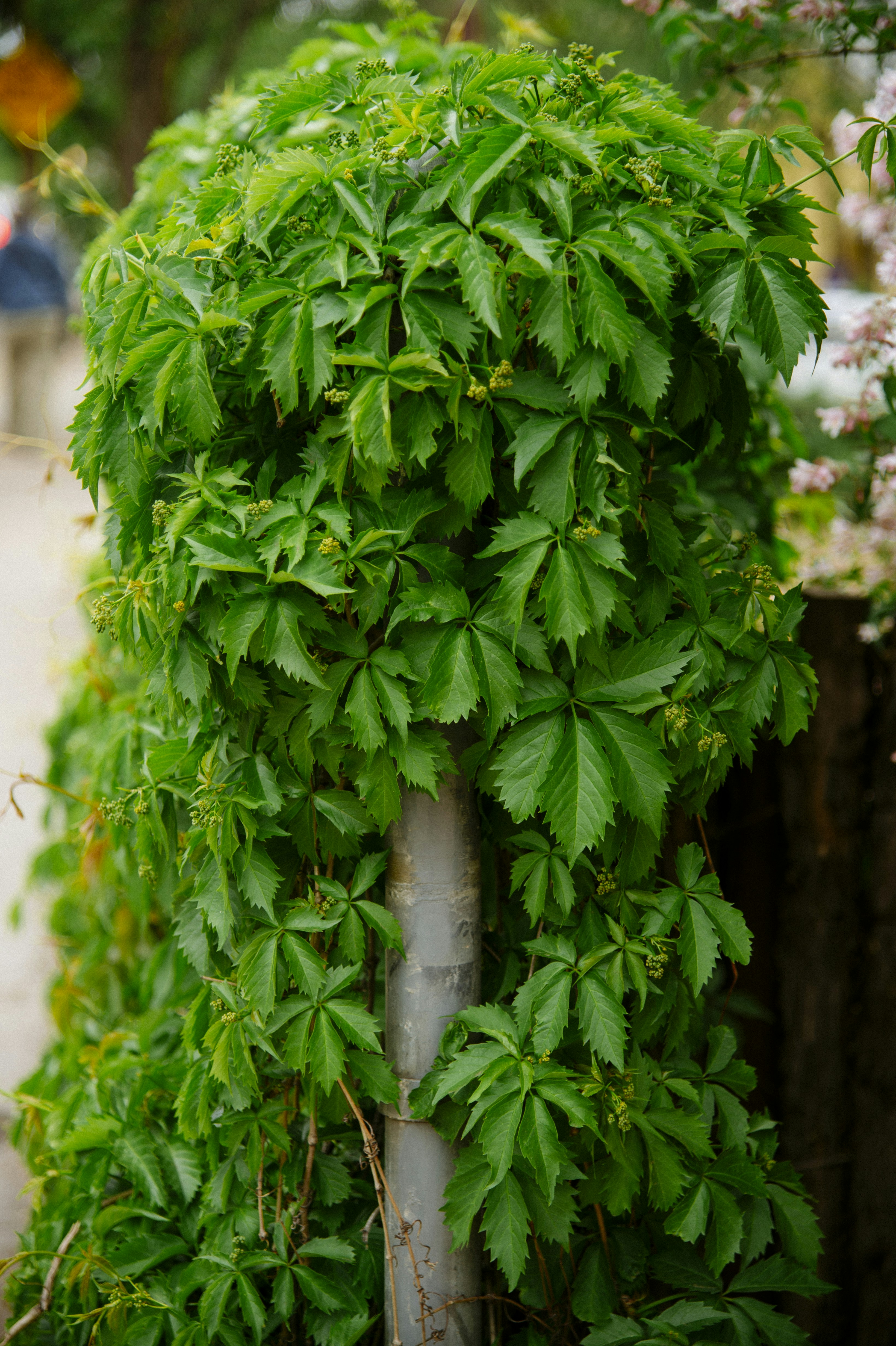 Ivy Veil on a Weathered Post