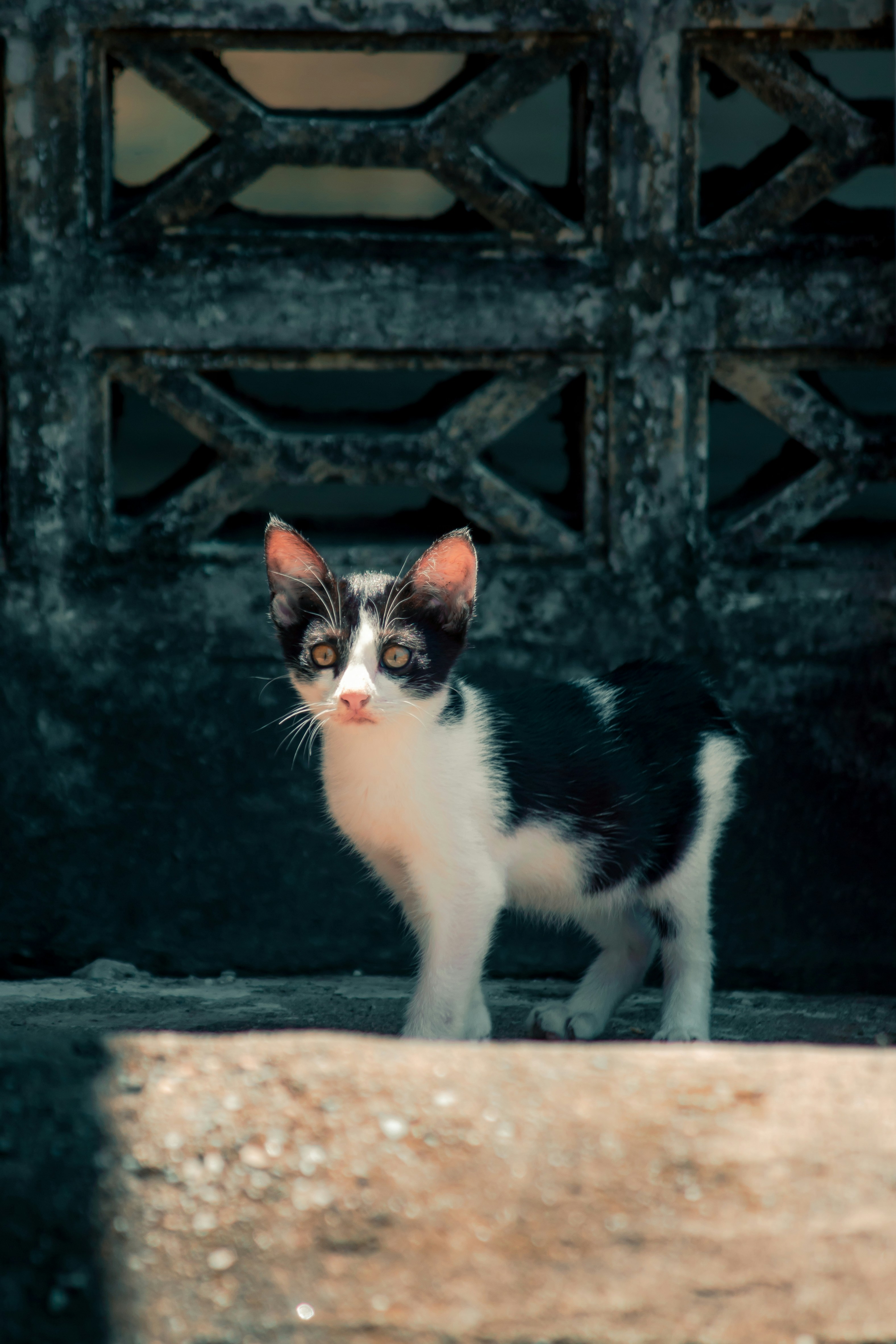 Foto Un gato parado sobre una superficie de piedra – Imagen Animal ...