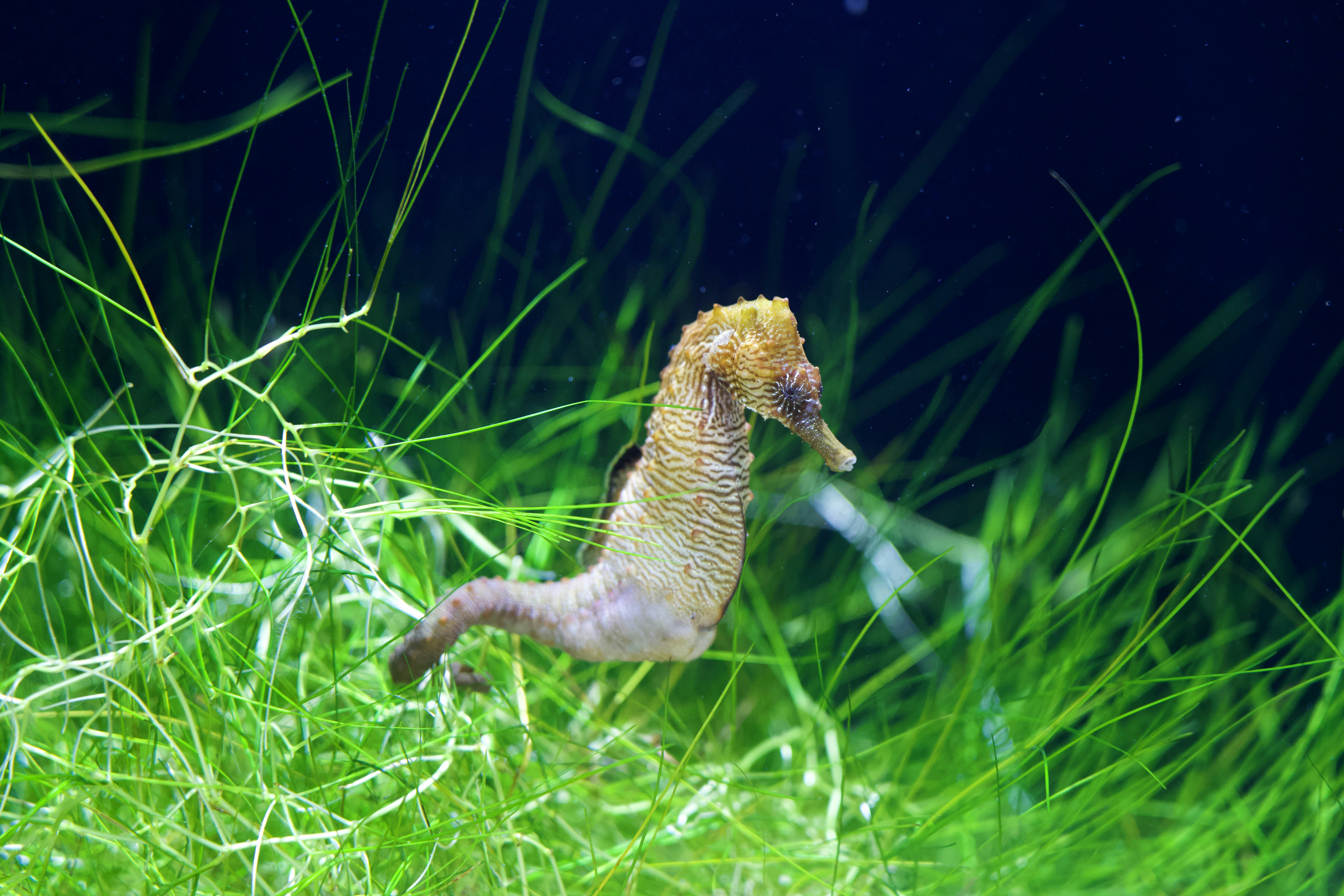 A duck in the grass photo – Free Lizard Image on Unsplash