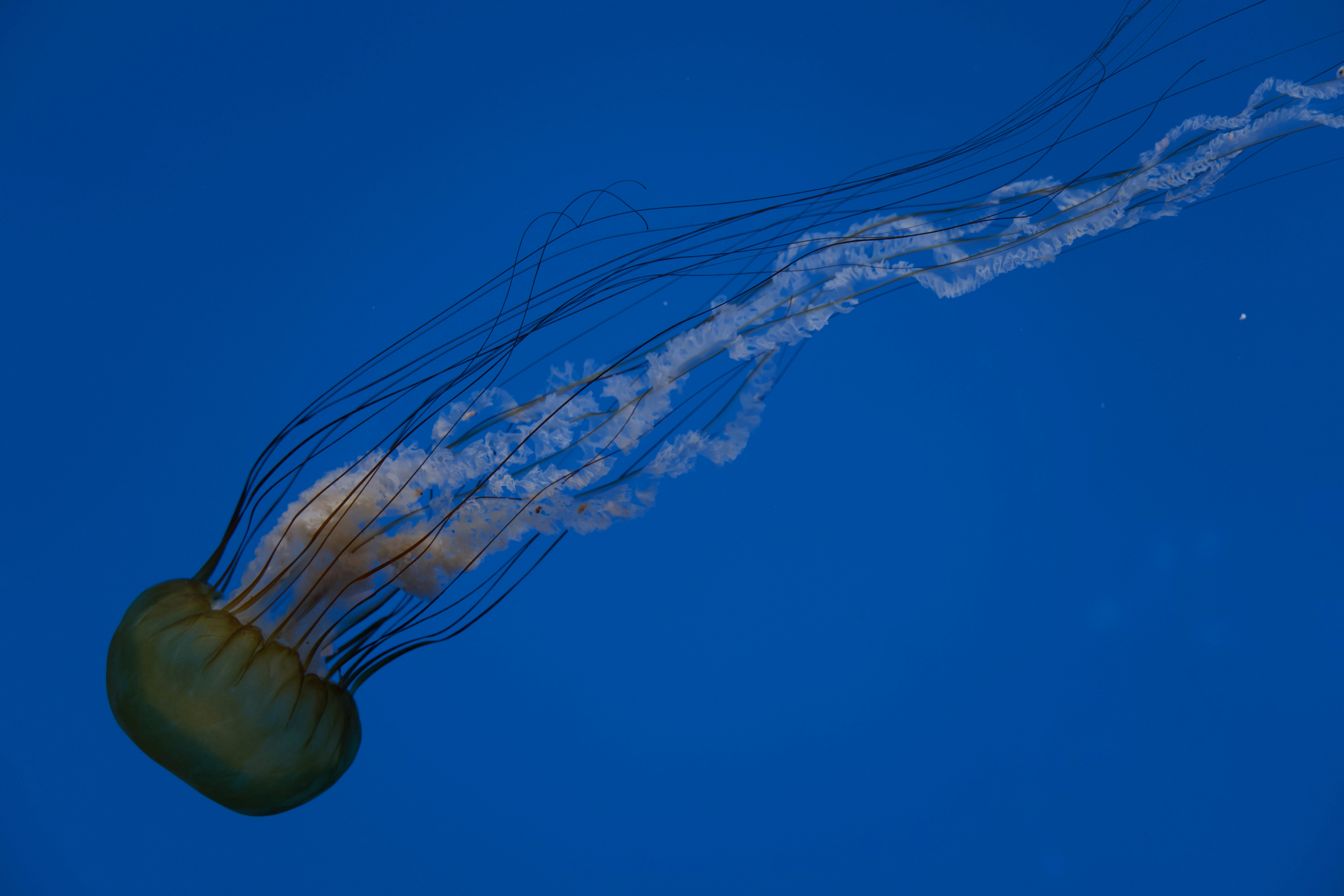 Drifting Ember in Deep Blue: A Golden Jellyfish Weaving Silvery Trails