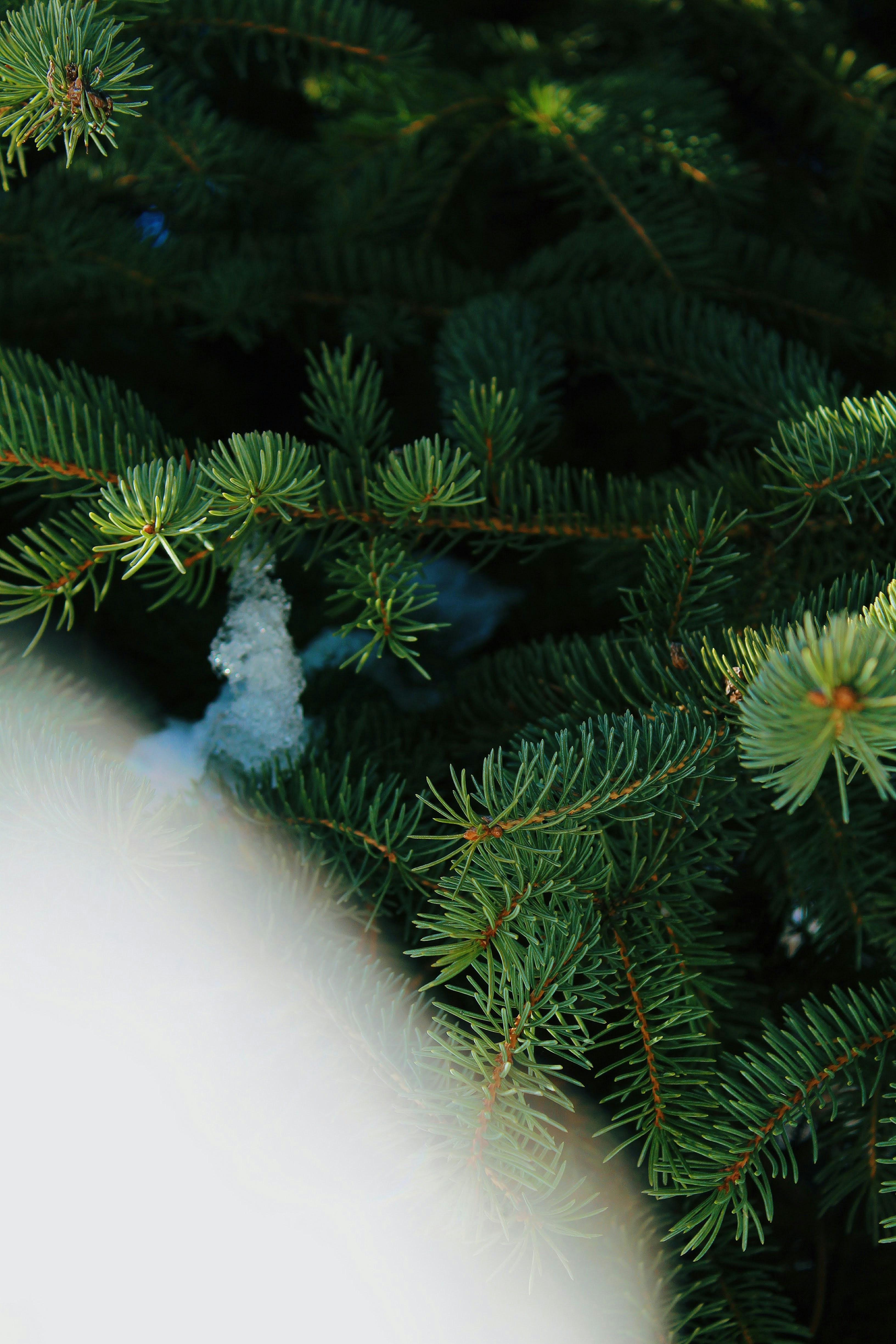 Spruce Needle Mosaic Hidden in Snowlight