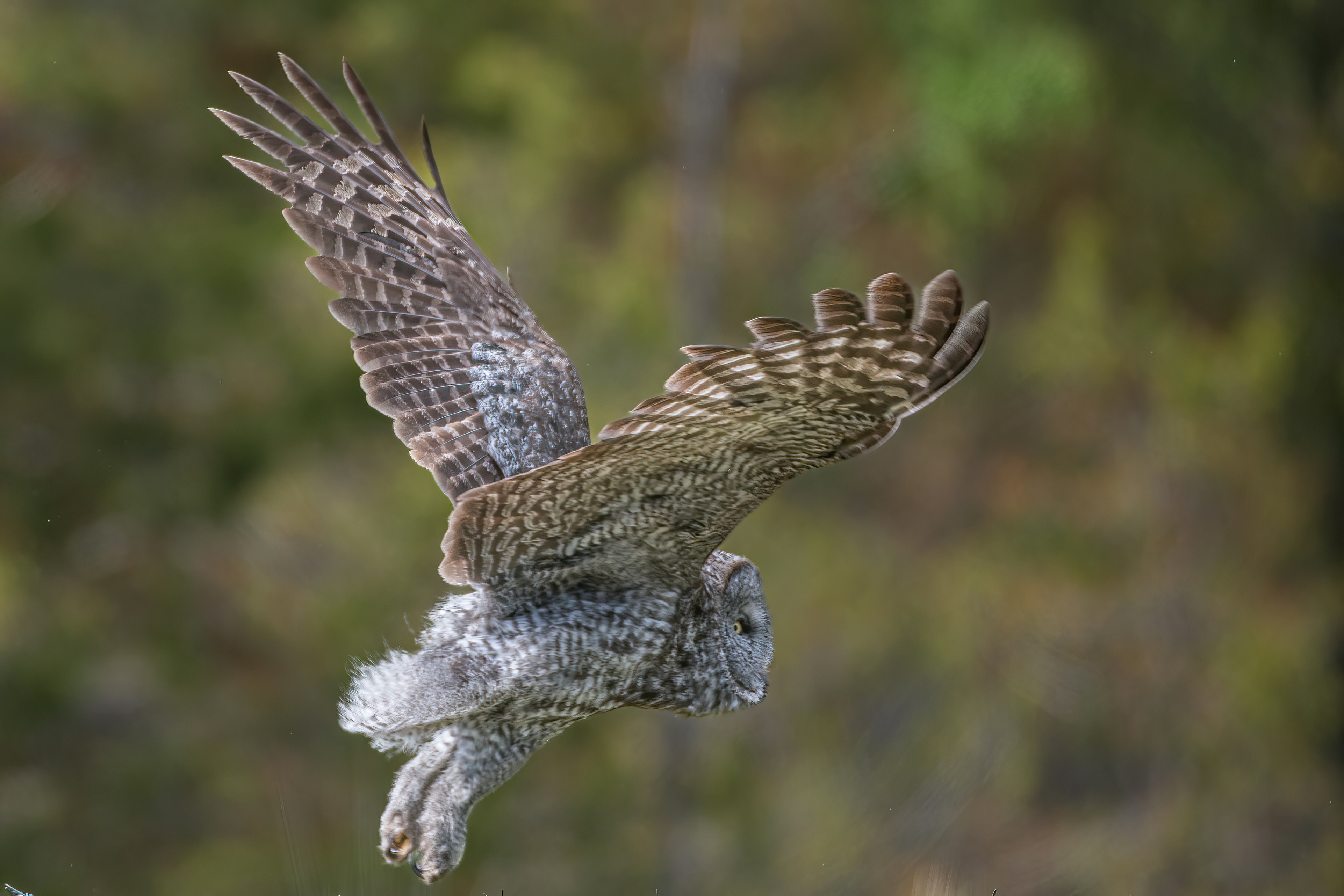 A bird flying with a mouse in its mouth photo – Free Owls Image on Unsplash
