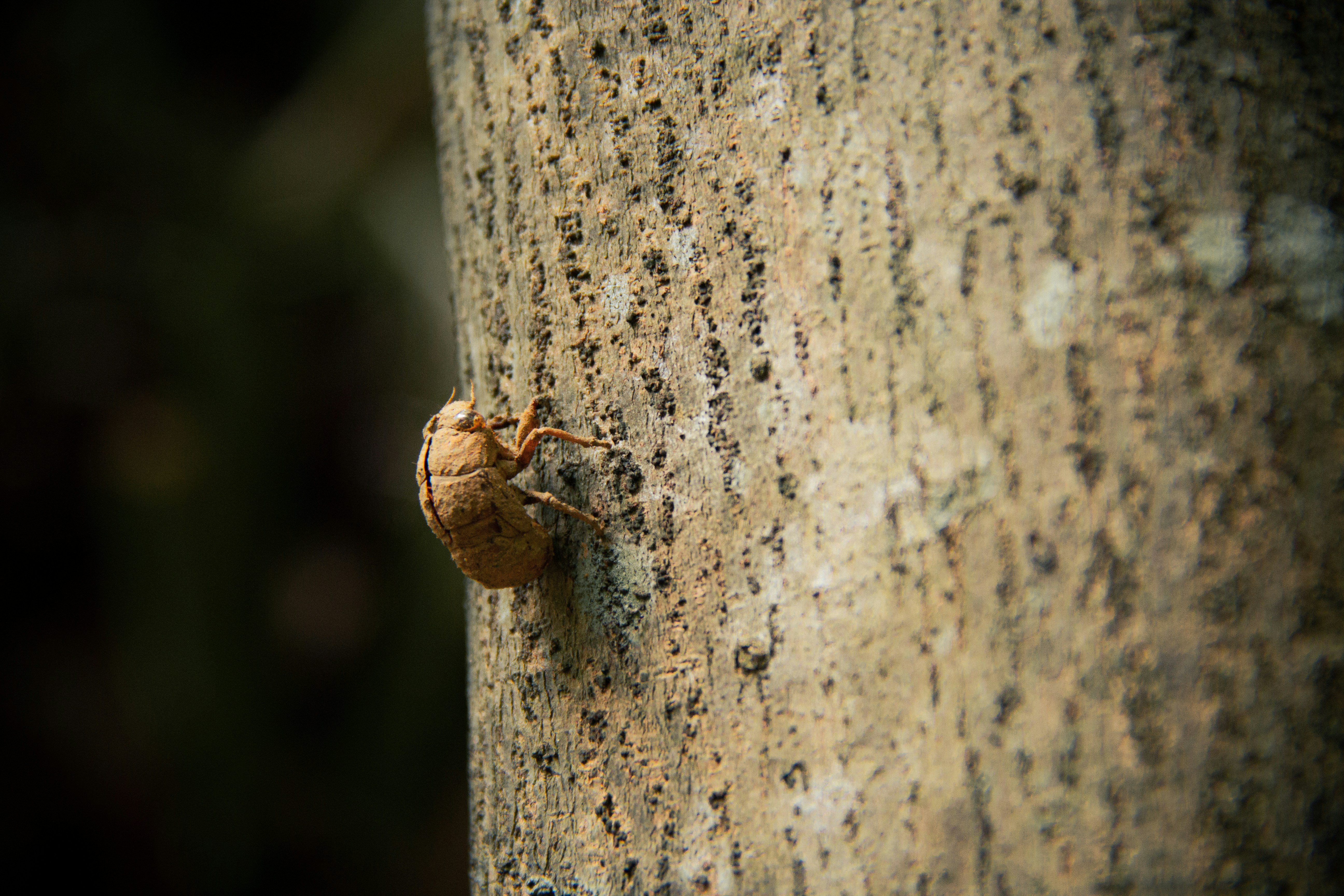 A bug on a tree photo – Free Brown Image on Unsplash
