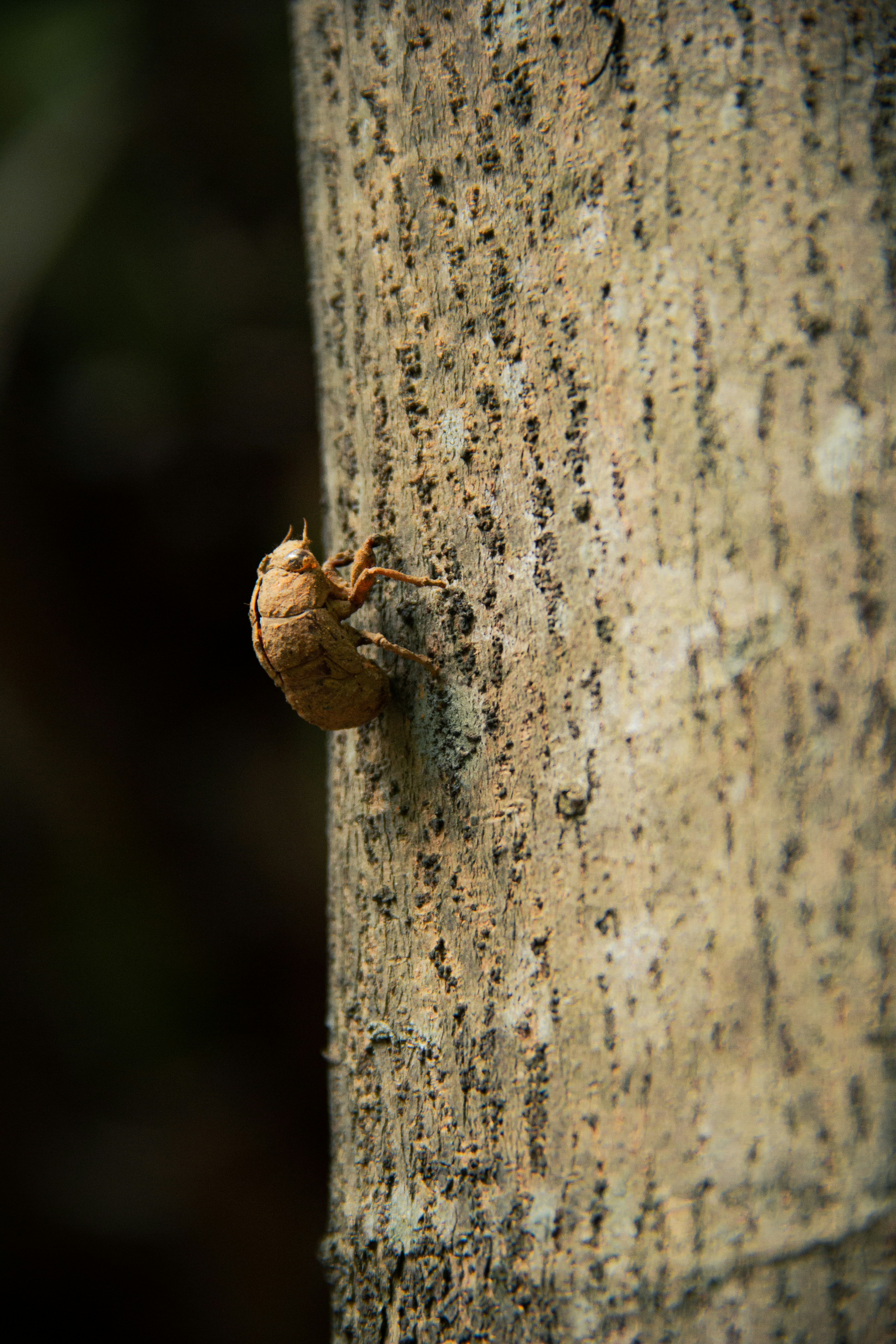 A bug on a tree photo – Free Brown Image on Unsplash