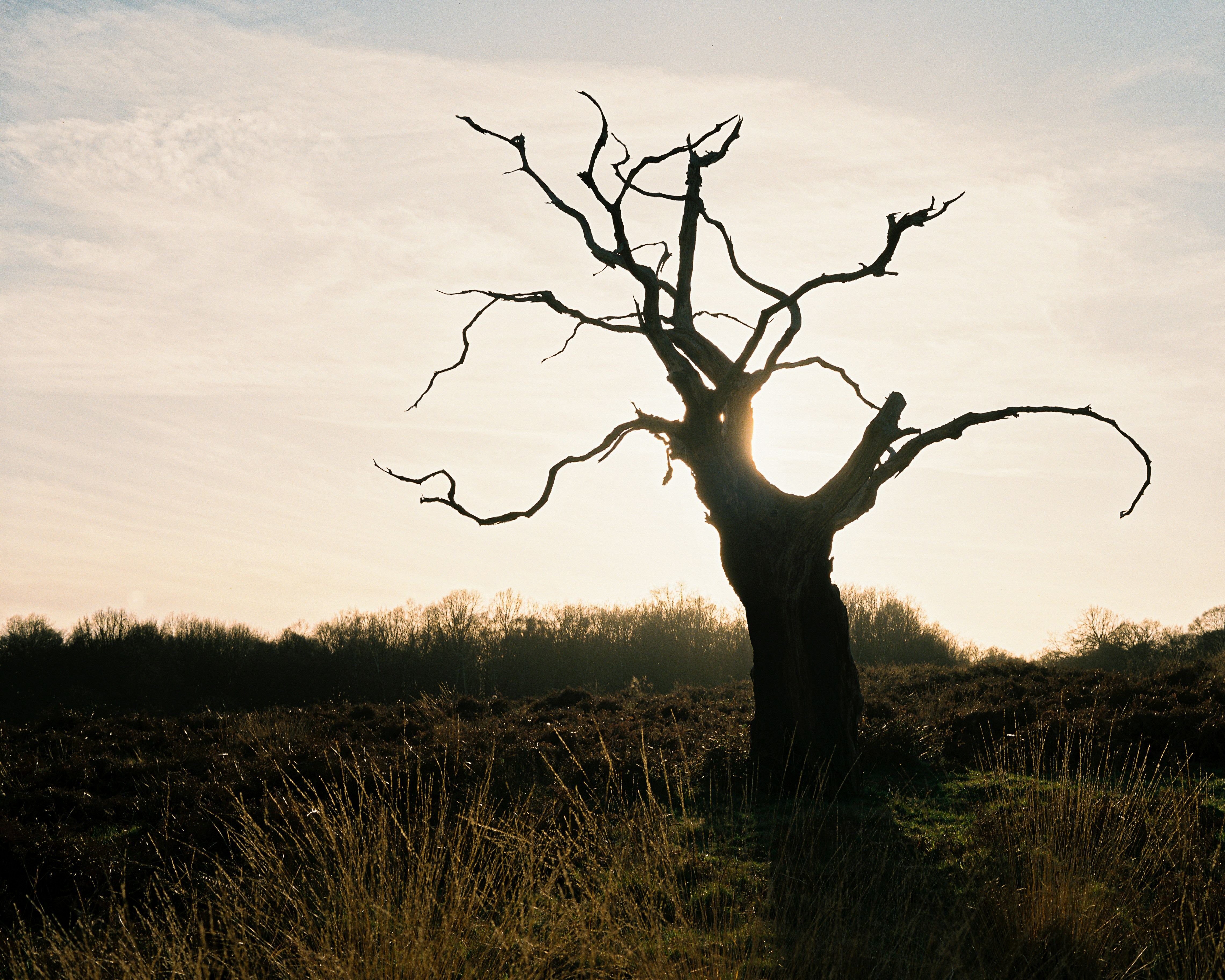 A tree in a field photo – Free Tree Image on Unsplash