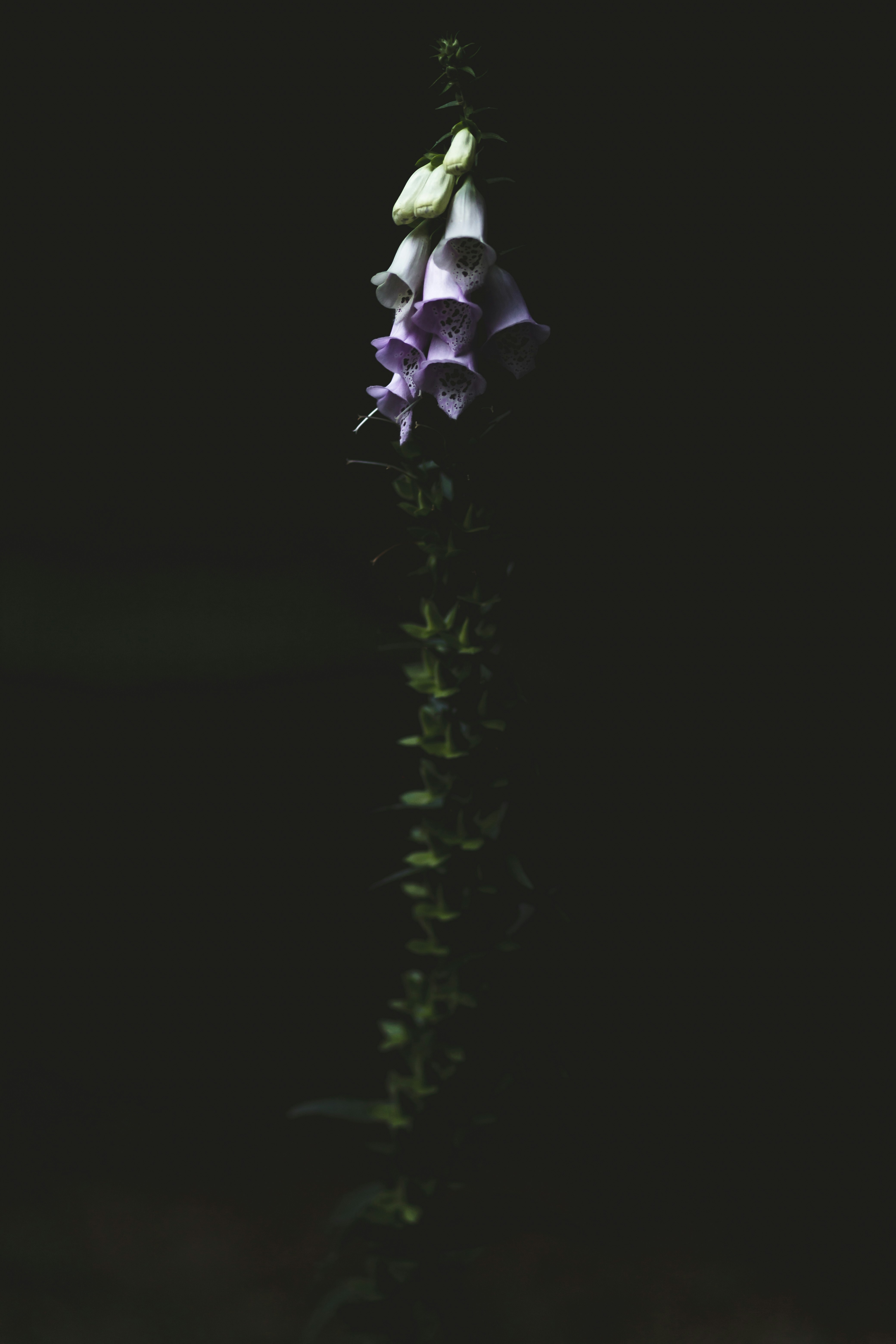 Lone Foxglove Spike Ascends from Darkness