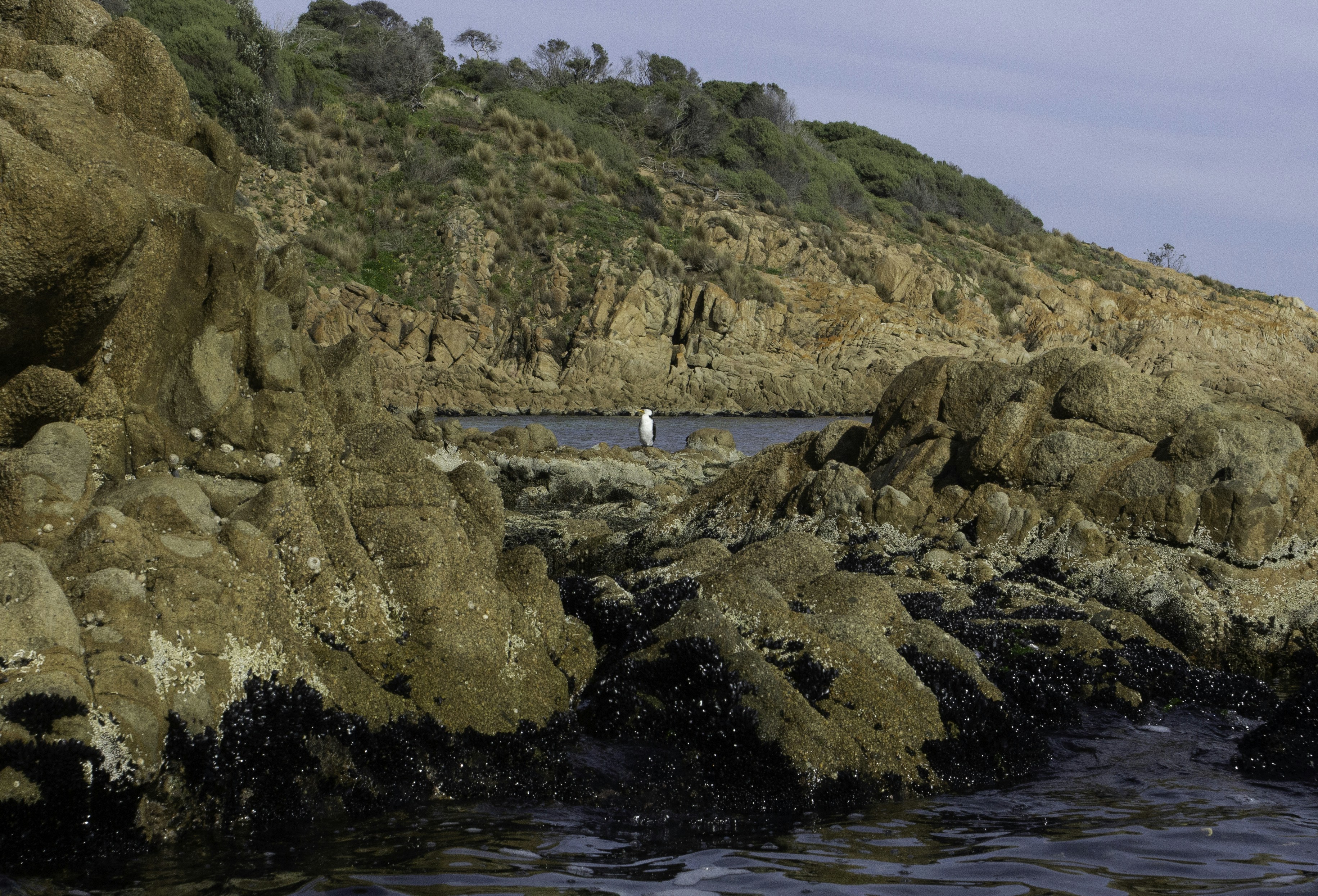 Lone figure standing on rocky shoreline with gentle waves lapping at the shore, surrounded by rugged cliffs and lush greenery.