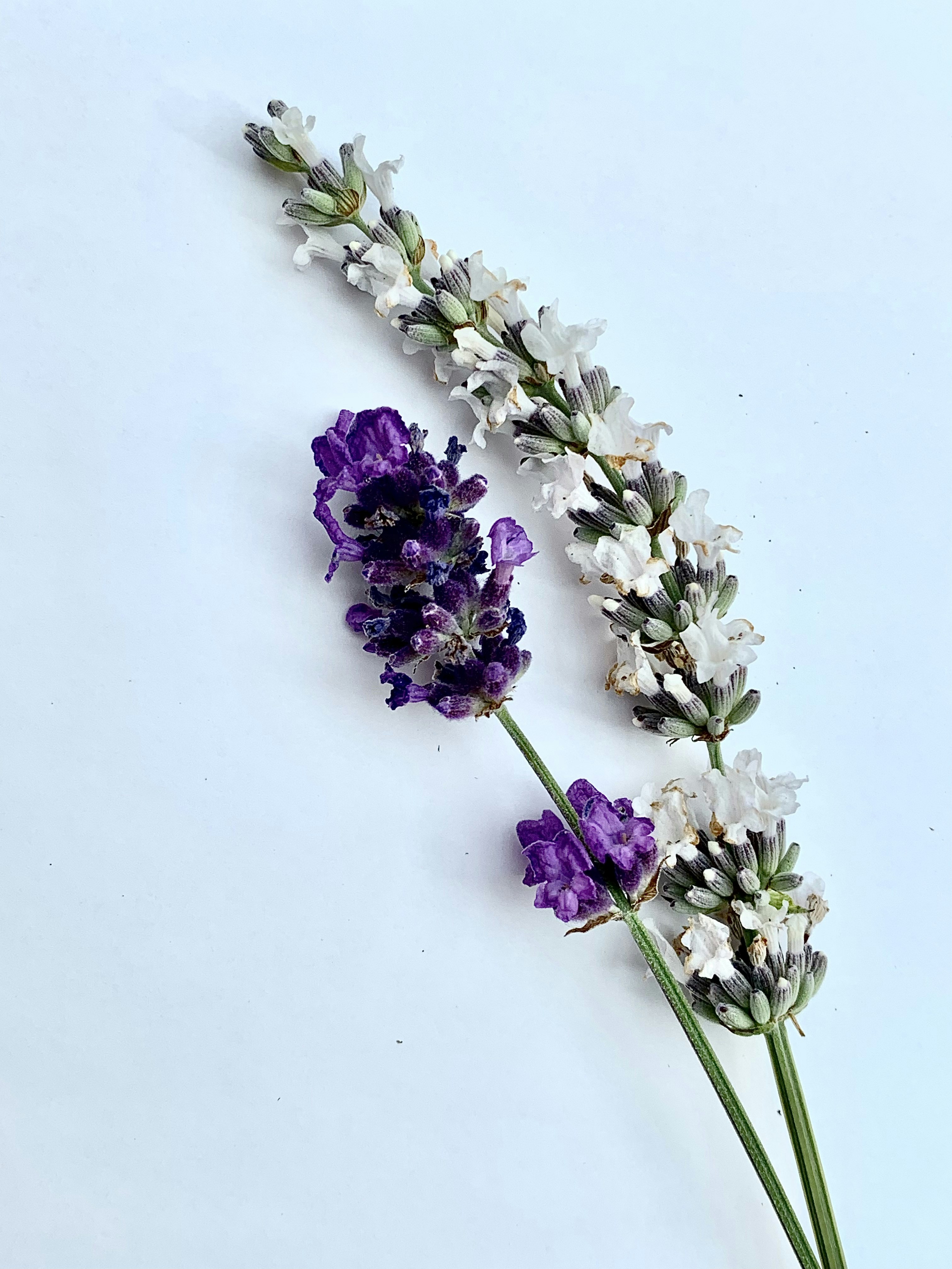 Delicate lavender stems with purple and white flowers arranged against a clean, white background.