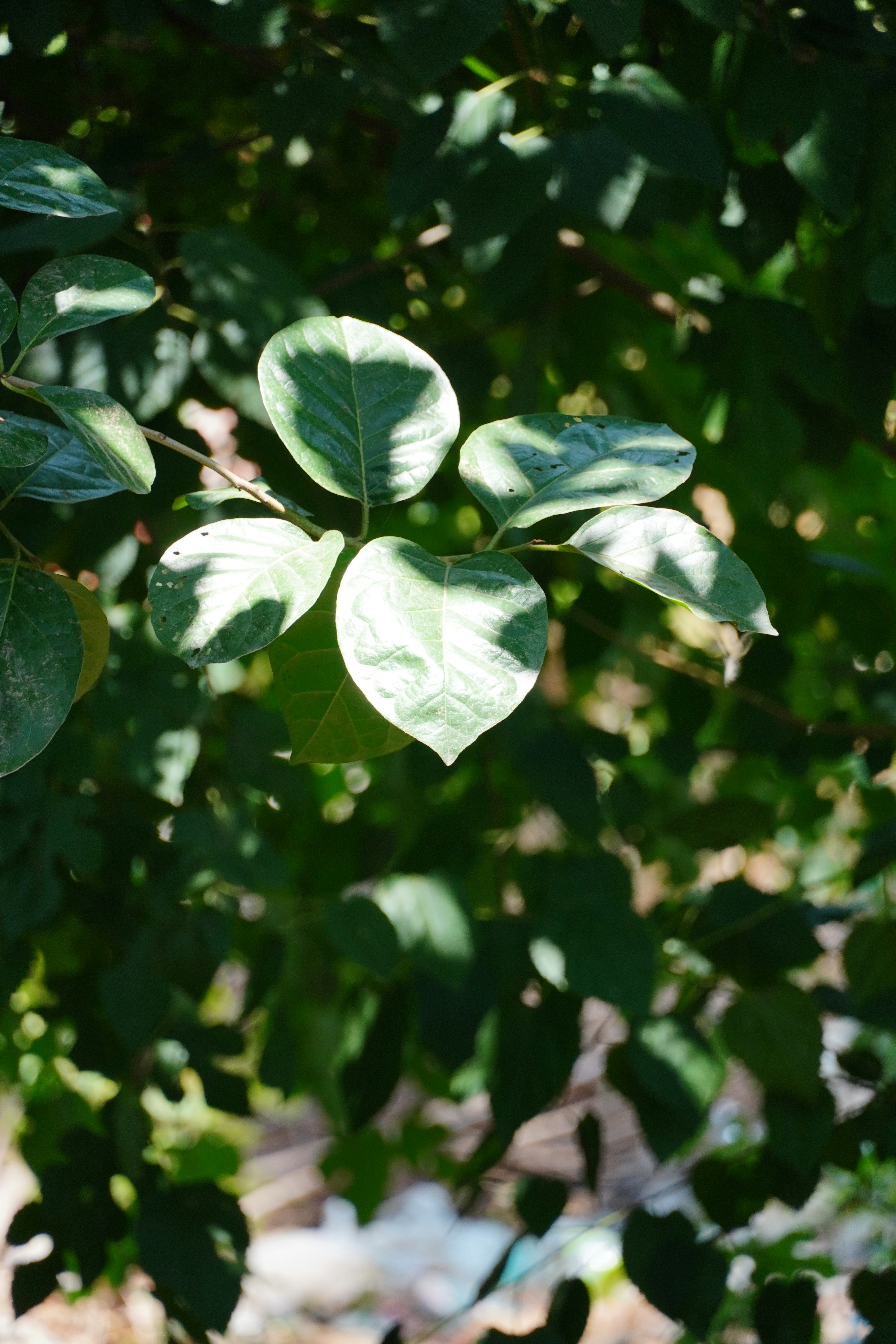 4 Leaf Clover Pictures | Download Free Images on Unsplash