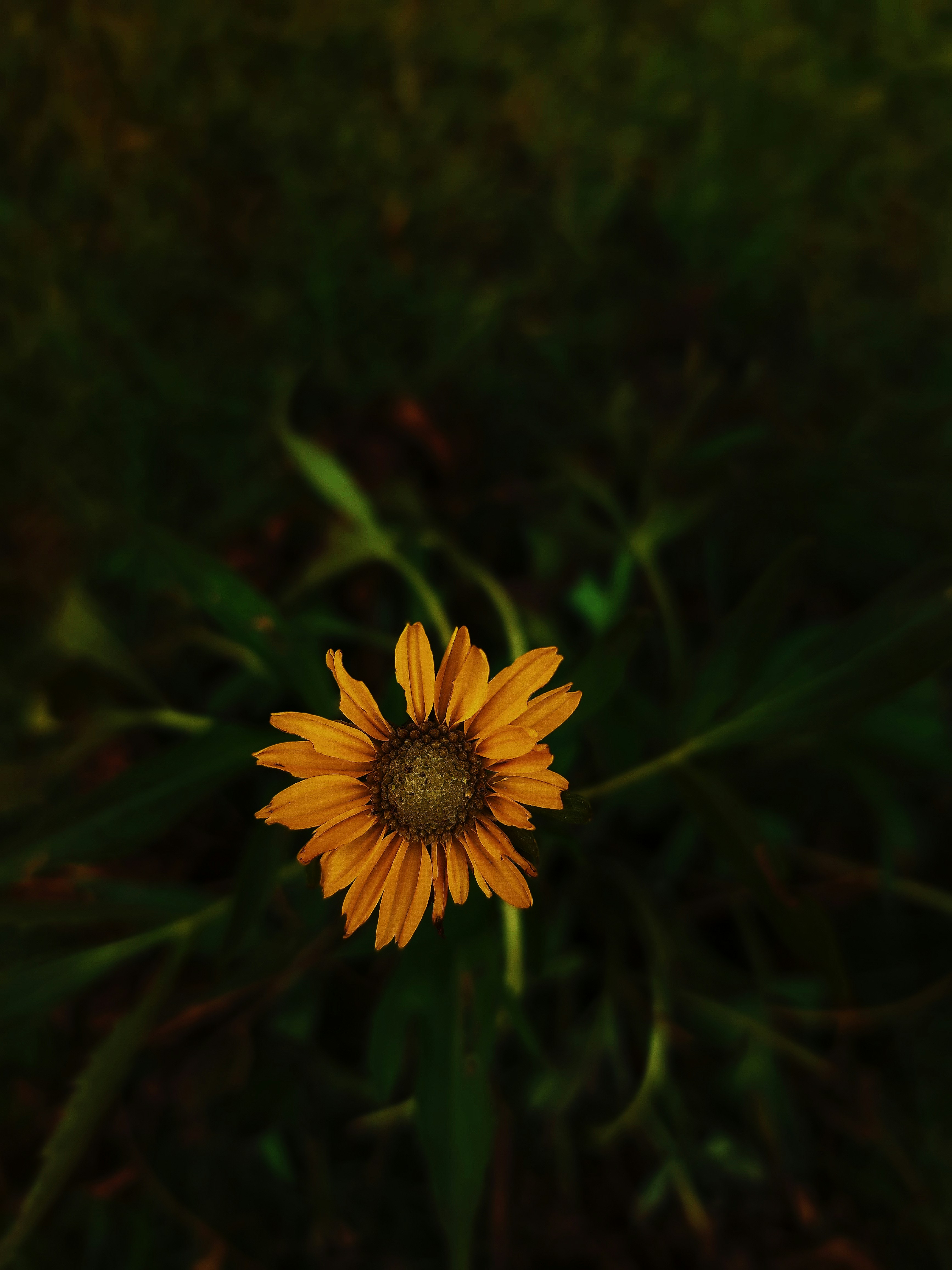 Close-up of a single orange-yellow daisy against a dark-green background. The shallow depth of field isolates the blossom, emphasizing the textured center and petal details.