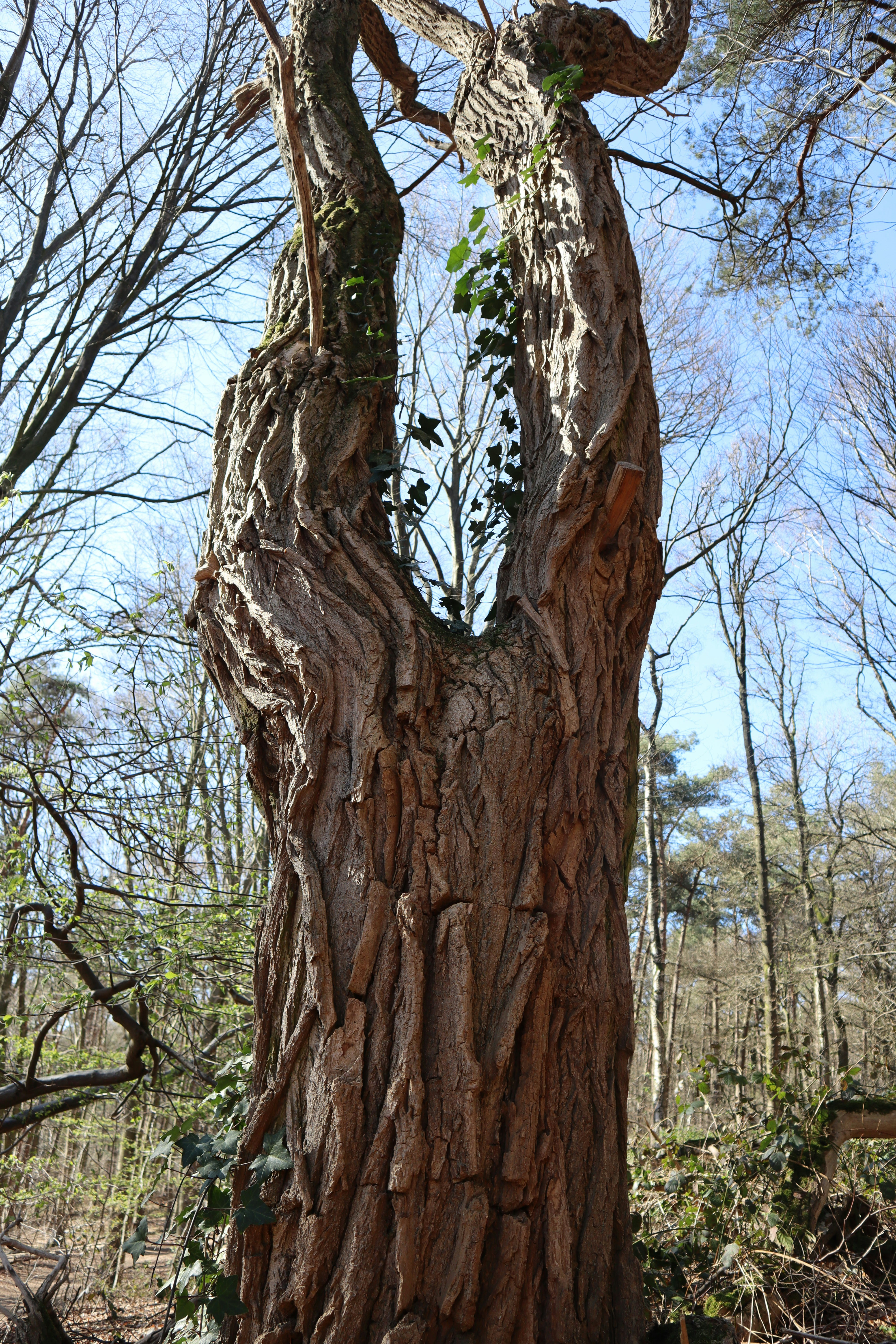 A tree with many branches photo – Free V Image on Unsplash
