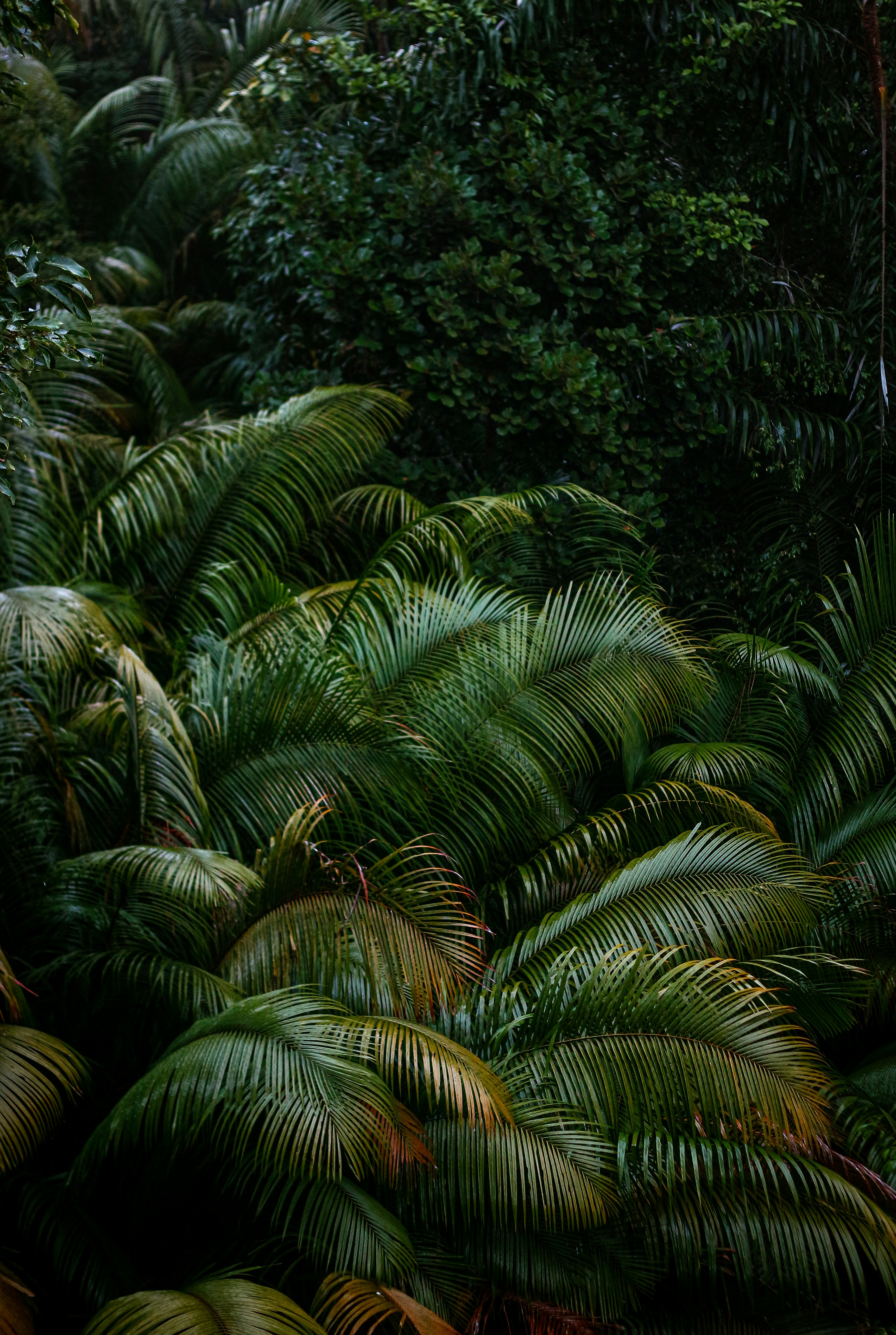 Dense tropical palm leaves create a rich tapestry of green hues, interspersed with darker foliage, evoking a sense of depth and tranquility.
