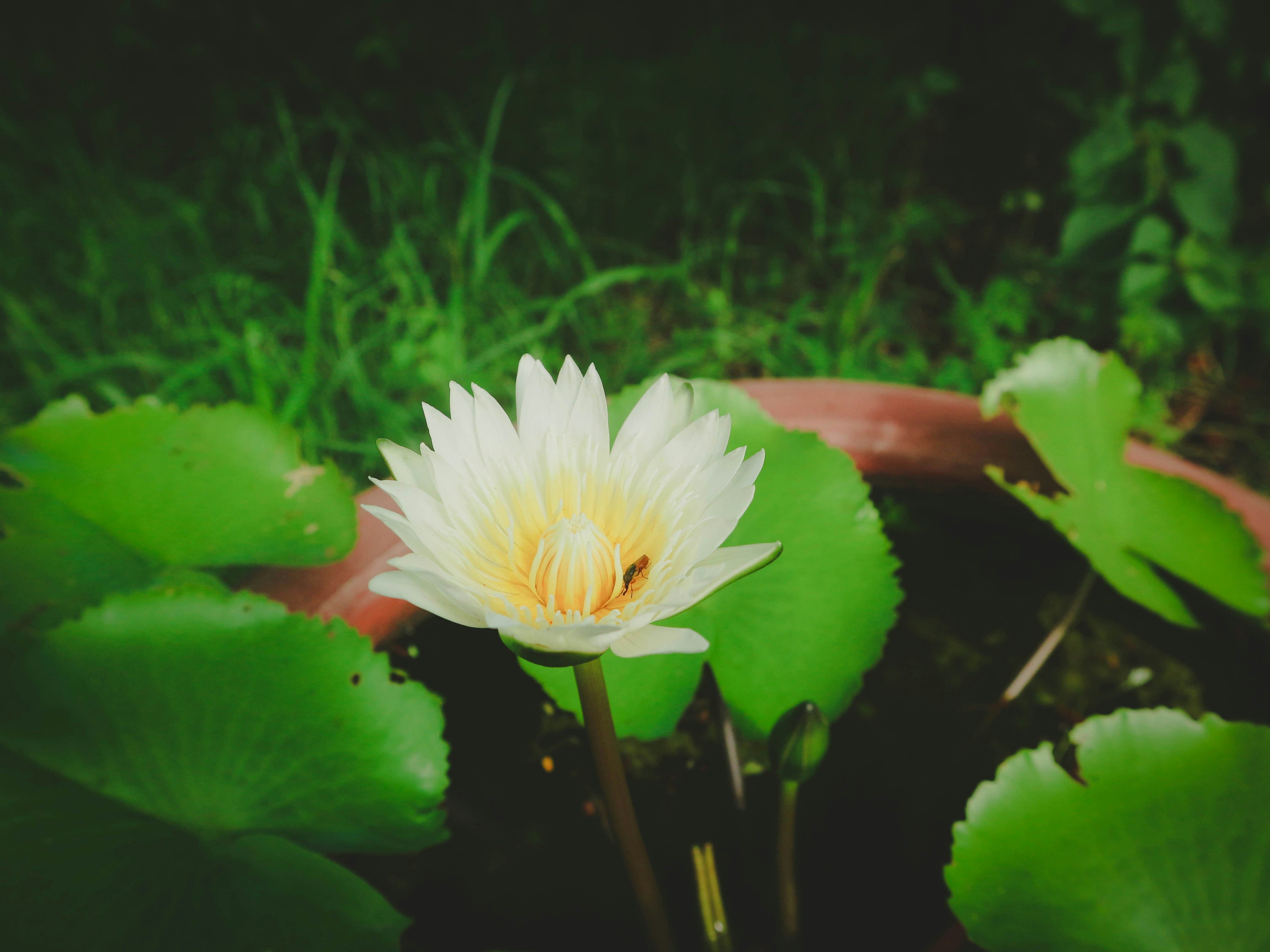 White Lotus Amid Jade Pads: A Quiet Pond Portrait