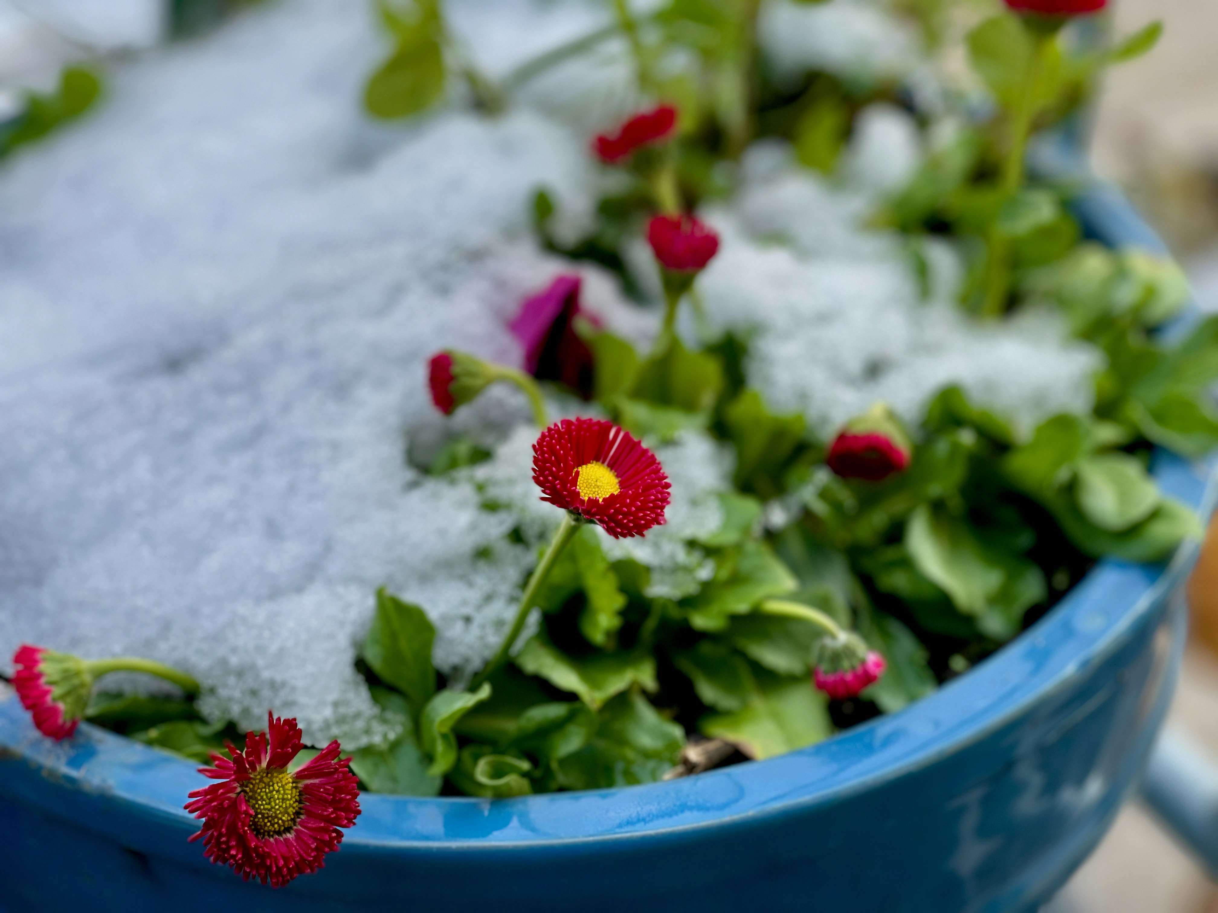 Vibrant red daisies peeking through a layer of snow in a blue pot, showcasing resilience in a winter landscape.